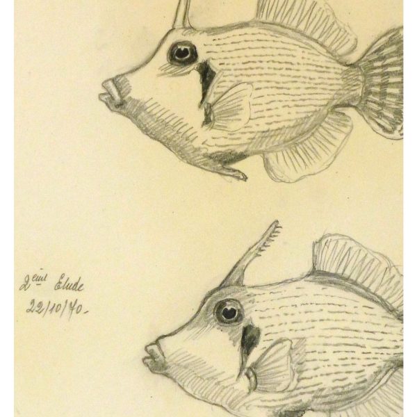 Drawing - Filefish - Original Art, Antique Maps & Prints