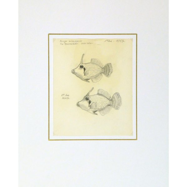 Drawing - Filefish - Original Art, Antique Maps & Prints