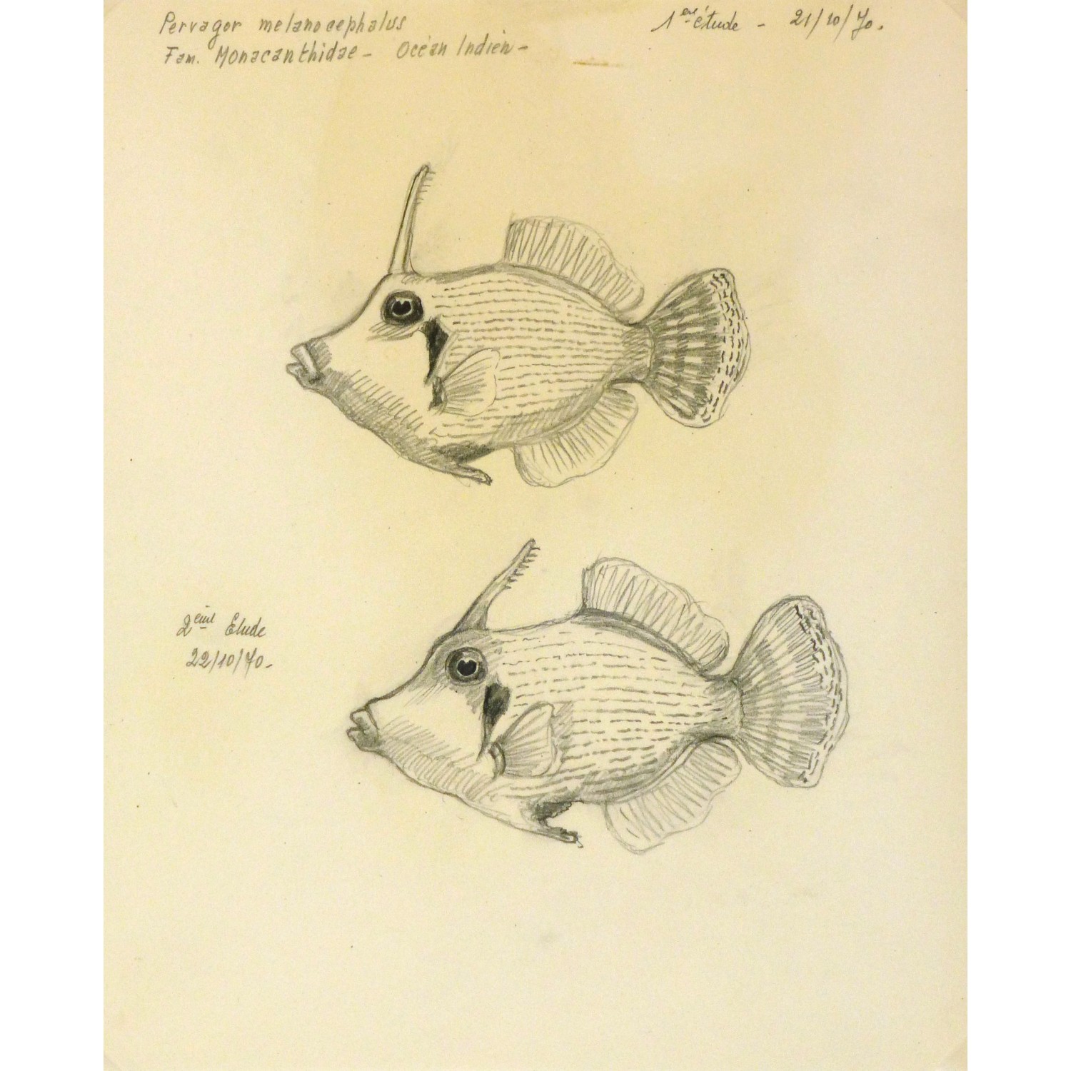 Drawing - Filefish - Original Art, Antique Maps & Prints