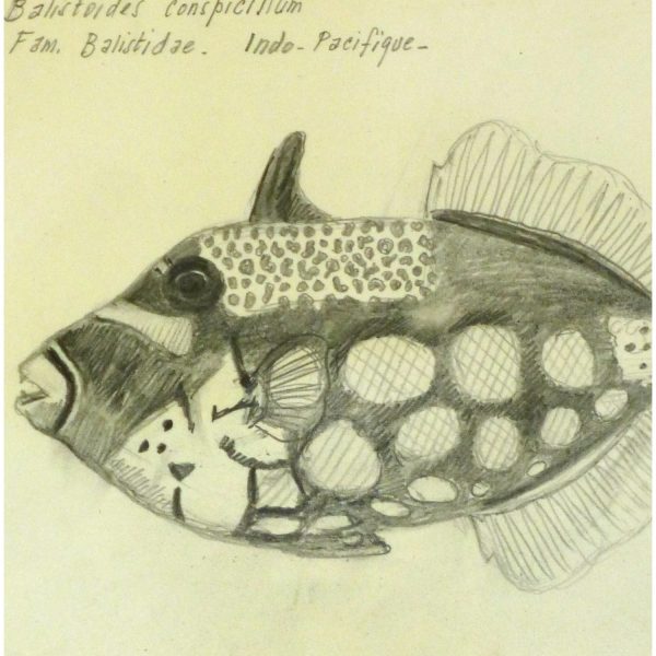 Drawing - Clown Triggerfish - Original Art, Antique Maps & Prints