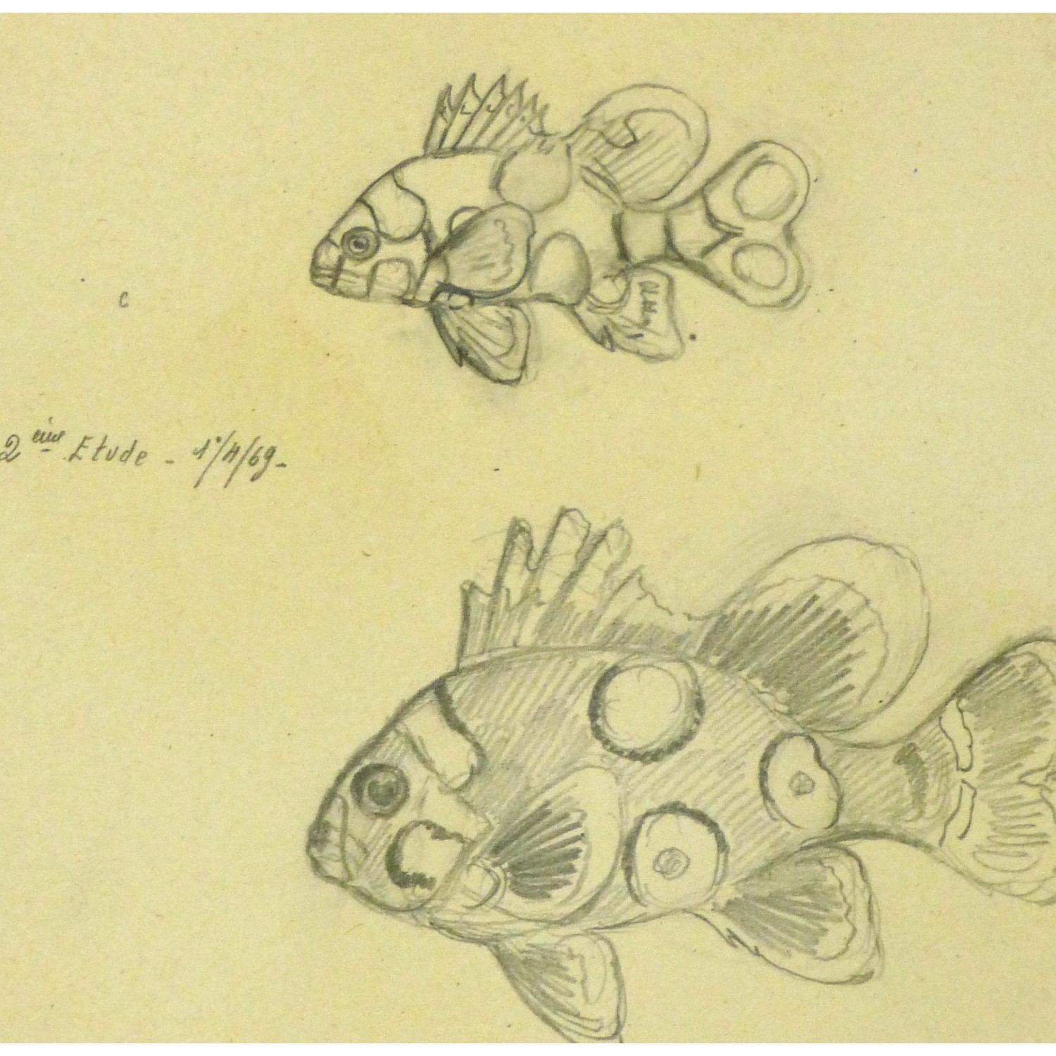Drawing - Spotted Grunt Fish - Original Art, Antique Maps & Prints