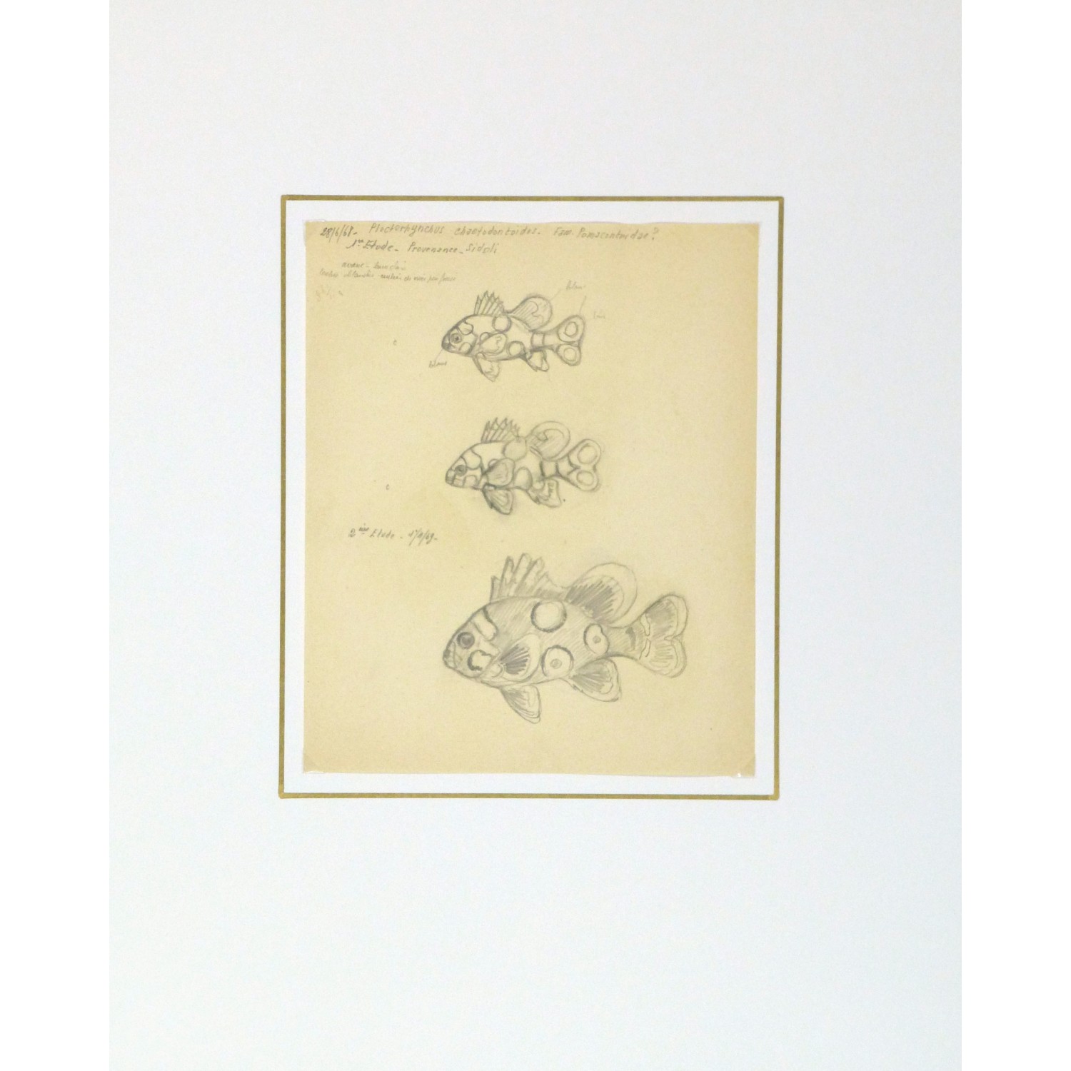 Drawing - Spotted Grunt Fish - Original Art, Antique Maps & Prints