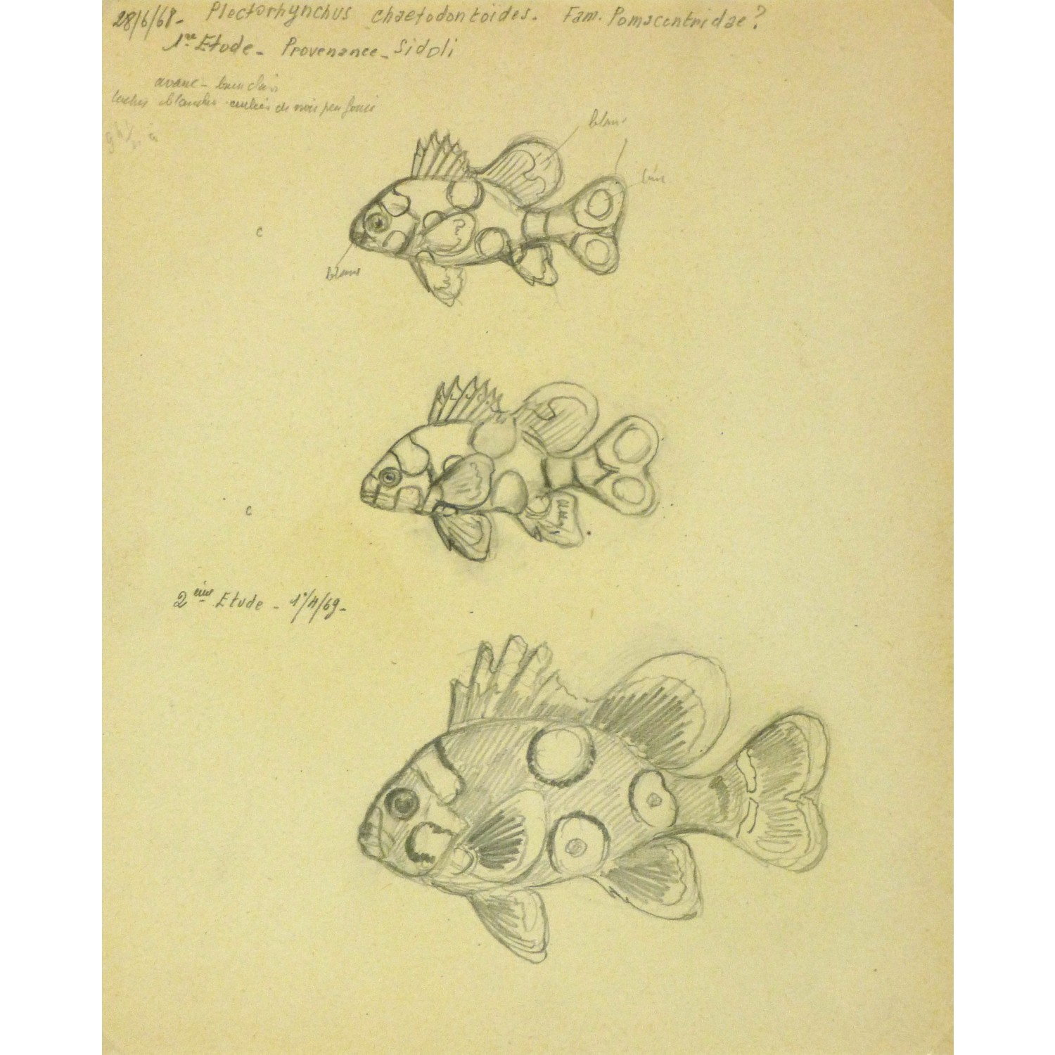Drawing - Spotted Grunt Fish - Original Art, Antique Maps & Prints