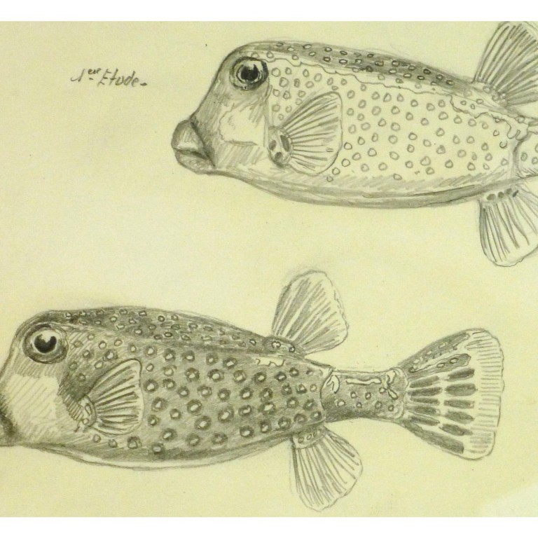 Drawing - Boxfish - Original Art, Antique Maps & Prints