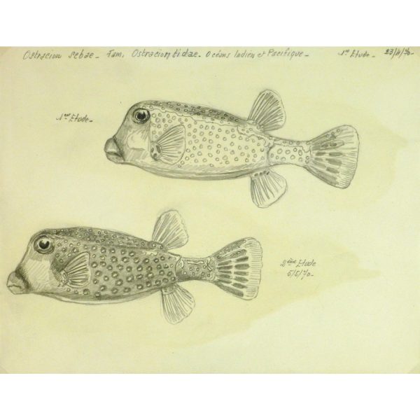 Drawing - Boxfish - Original Art, Antique Maps & Prints