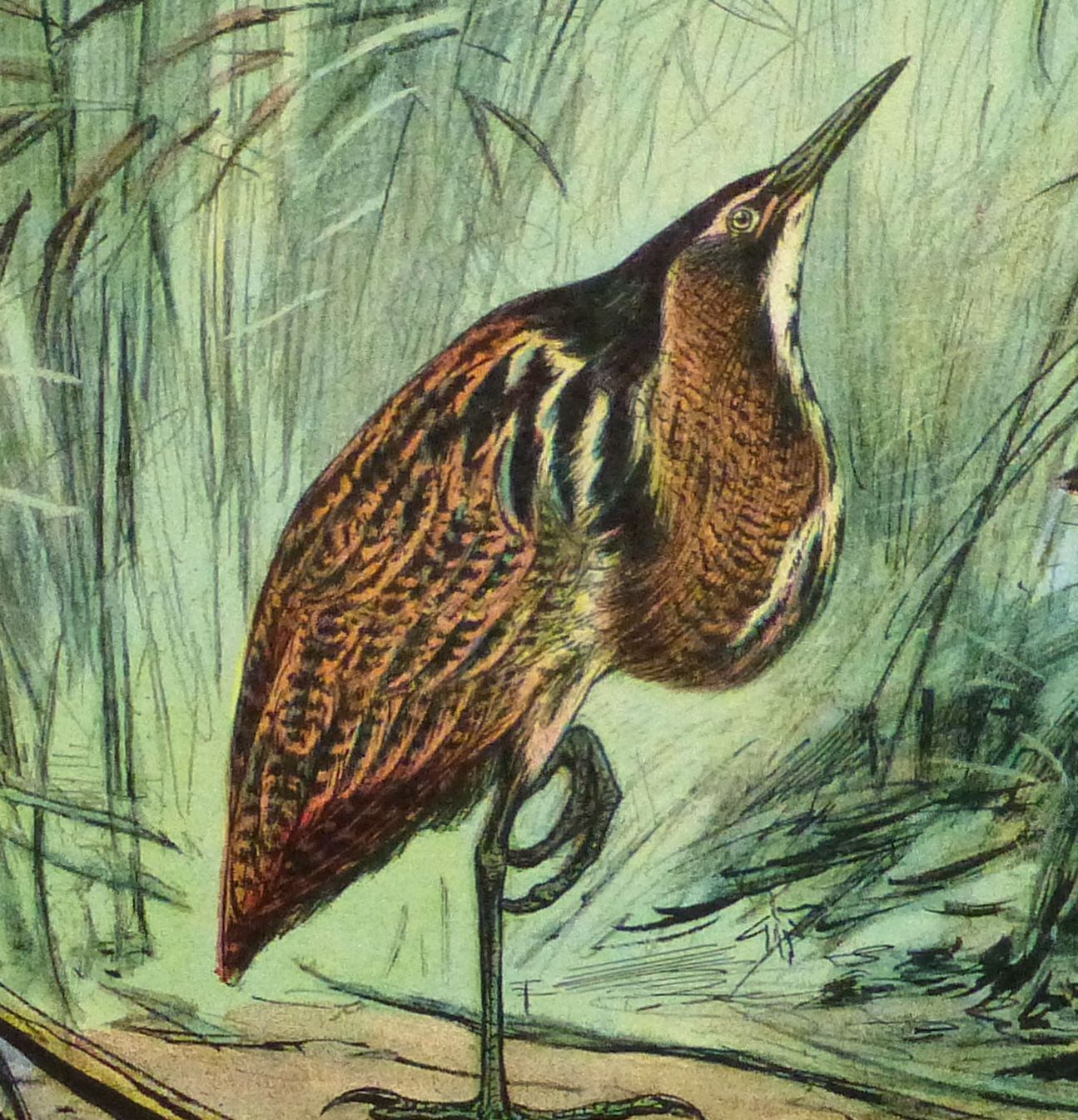 Bittern Wading Bird, circa 1920