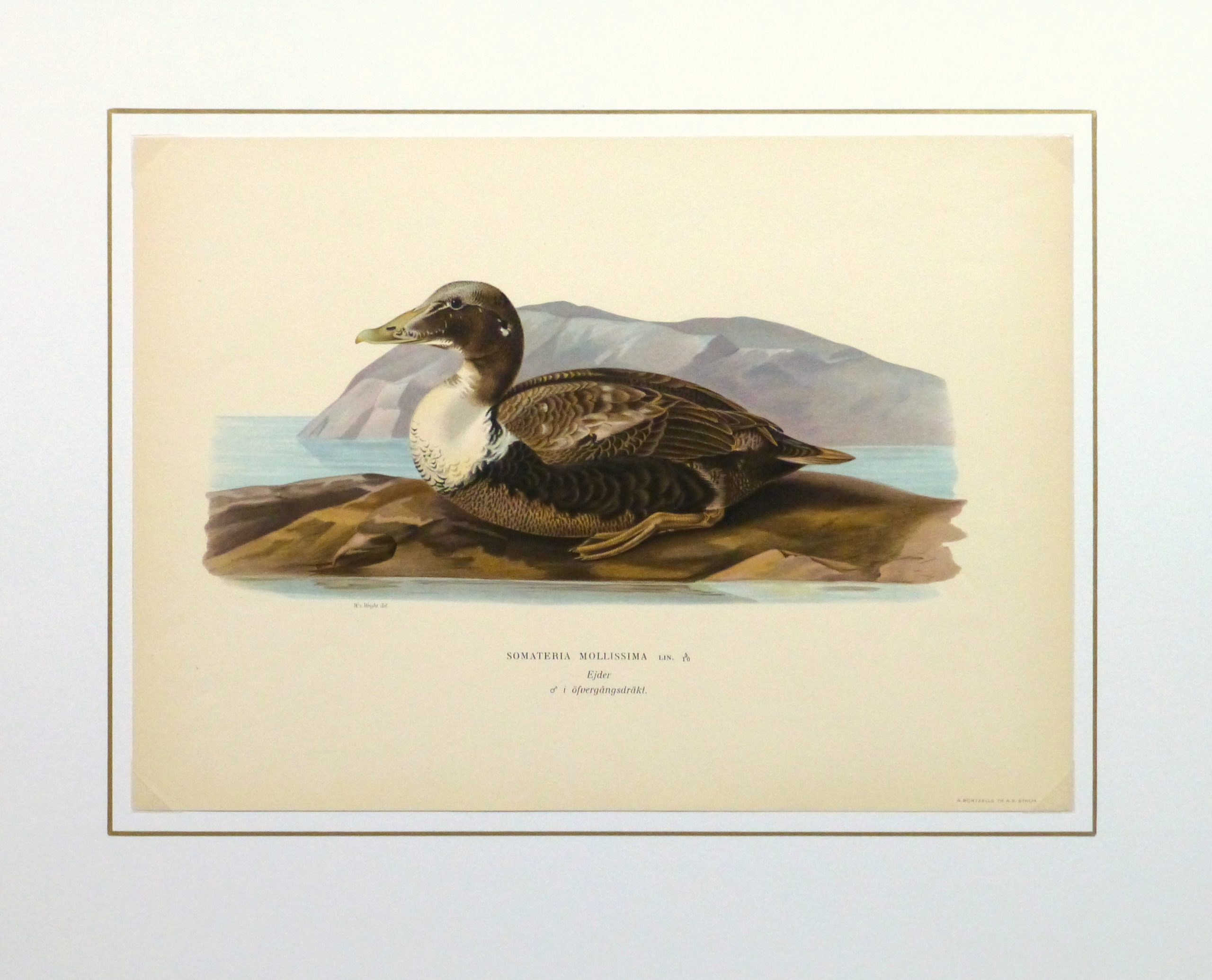 Eider Duck Pictures Eider numbers on the decline | The Shetland Times Ltd
