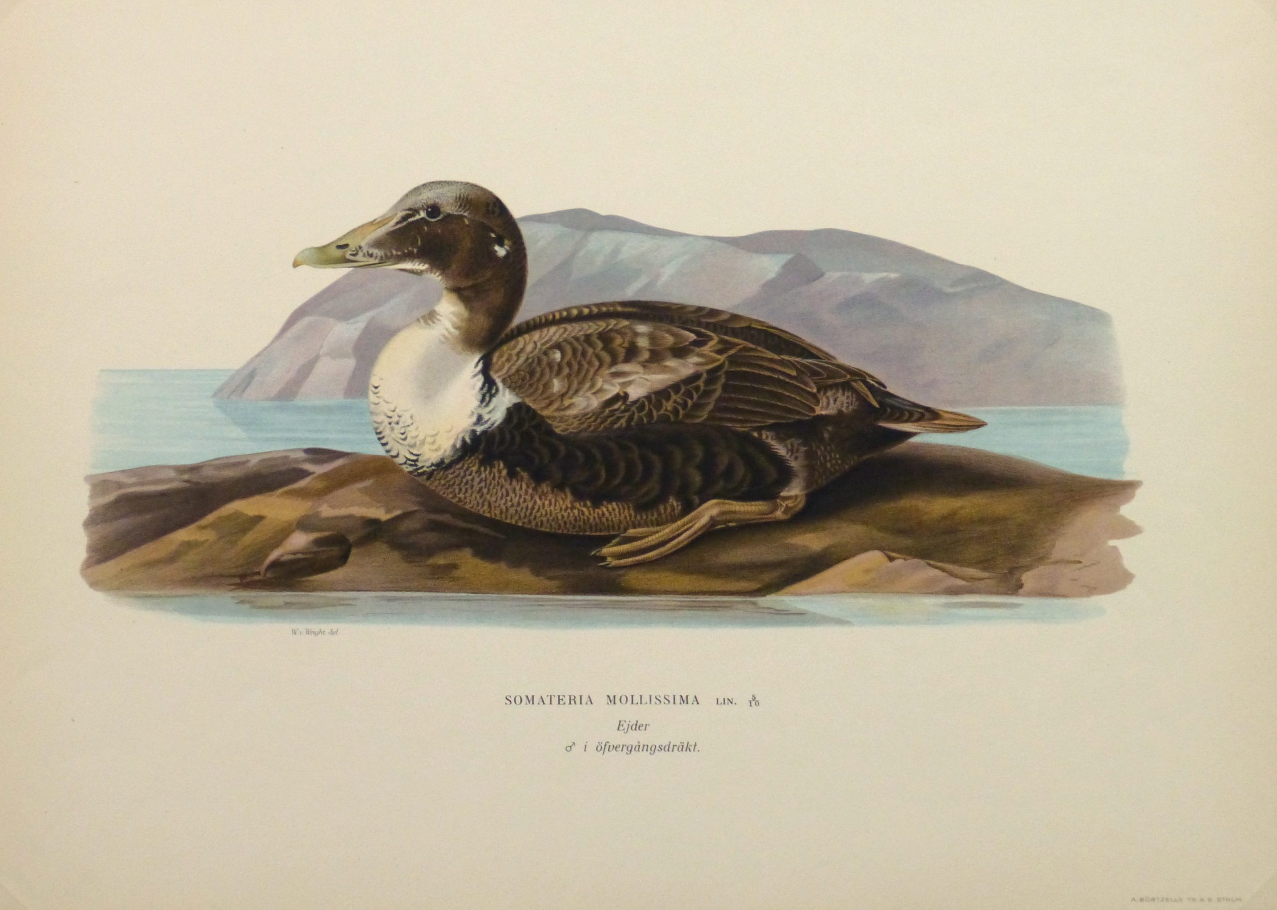 Eider Duck Pictures Eider numbers on the decline | The Shetland Times Ltd