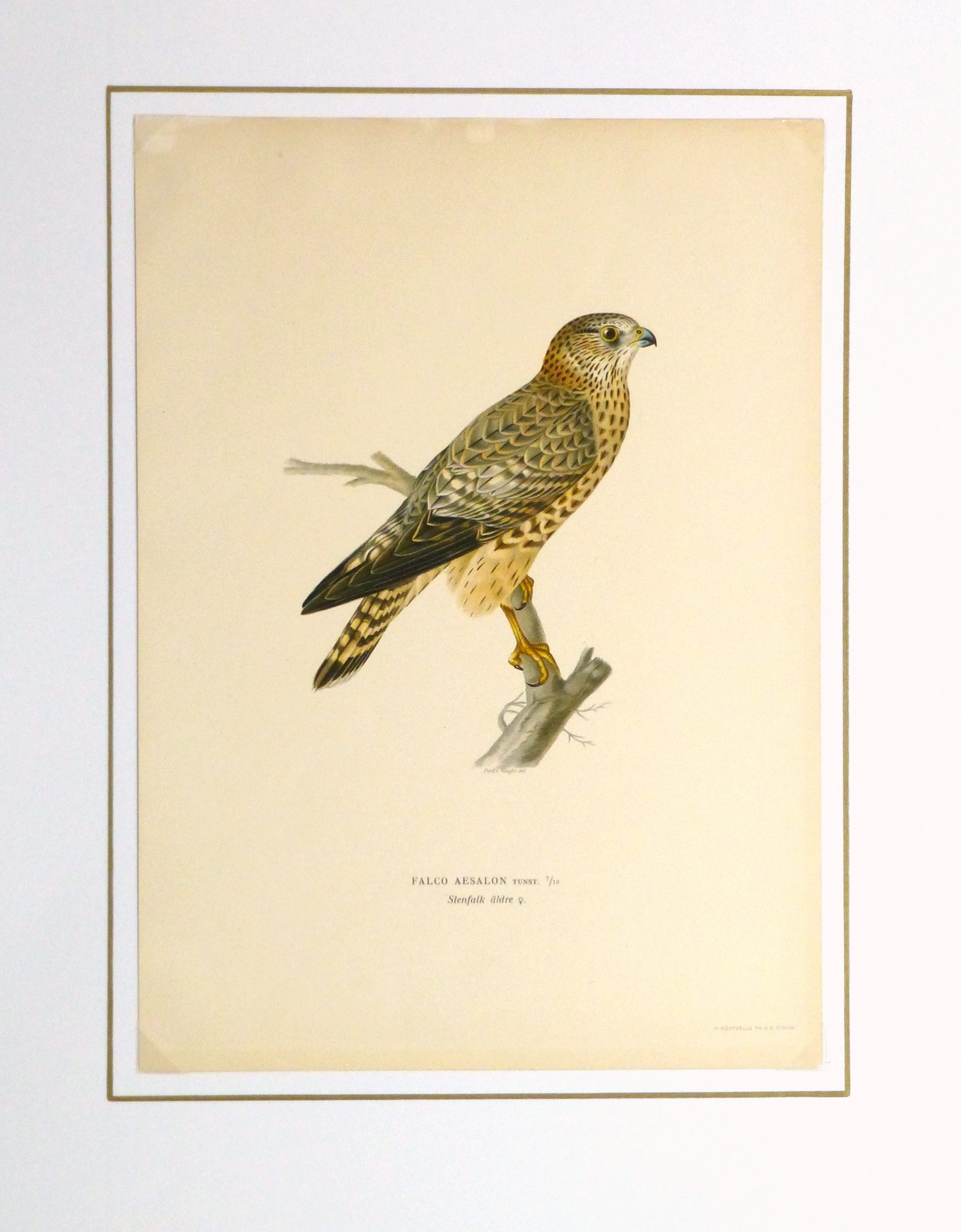Merlin Falcon Print, 1929 - Original Art, Antique Maps & Prints