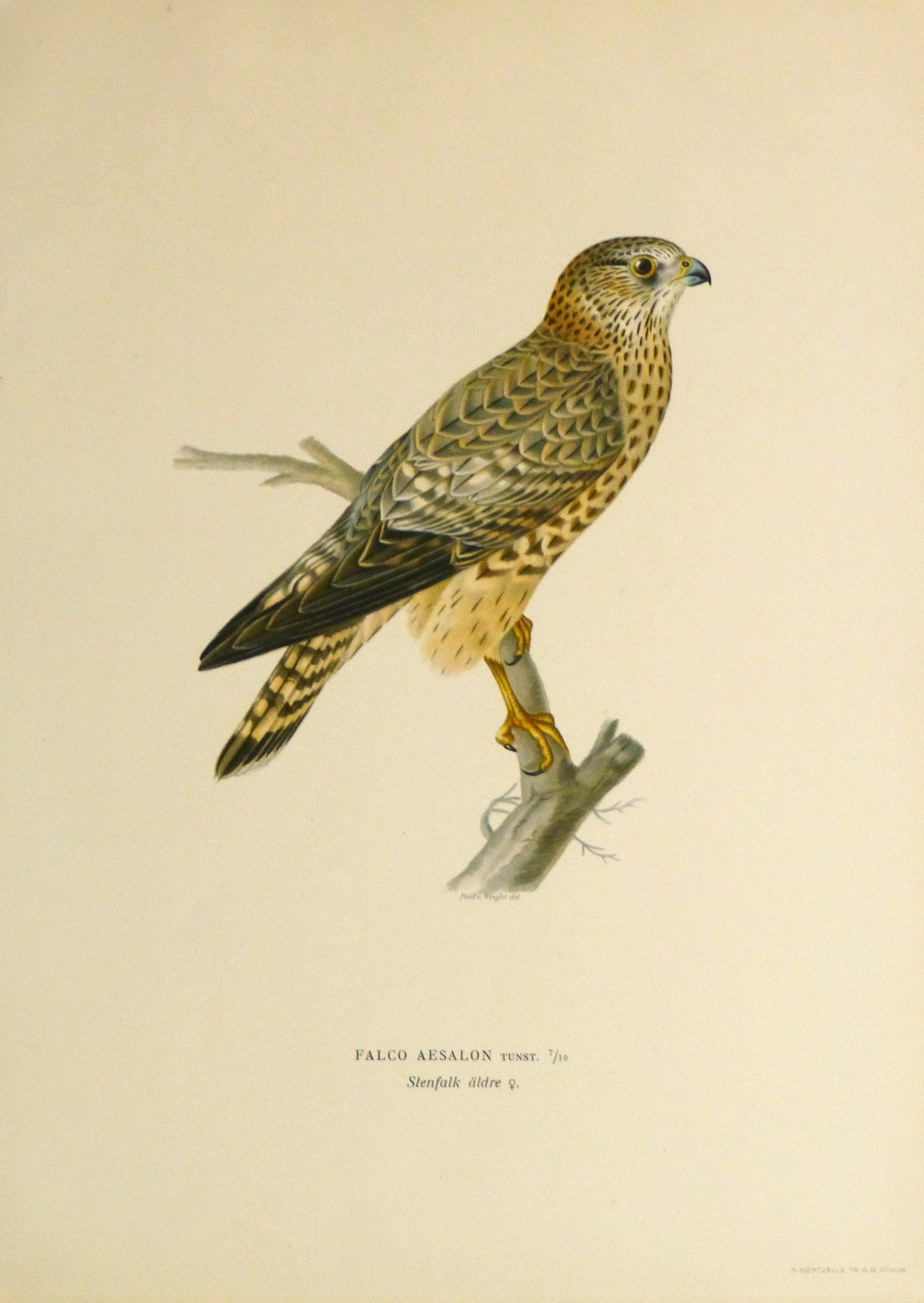 Merlin Falcon Print, 1929 - Original Art, Antique Maps & Prints