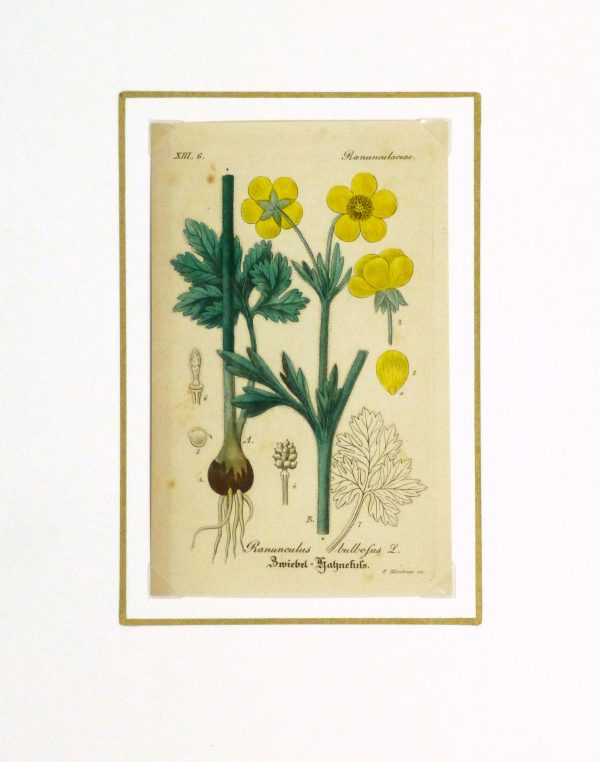 Vintage Buttercup Print, circa 1830