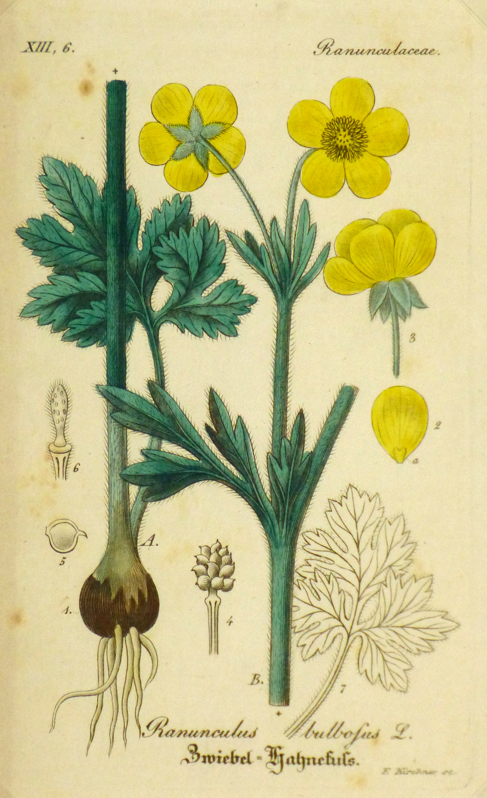 Vintage Buttercup Print, circa 1830