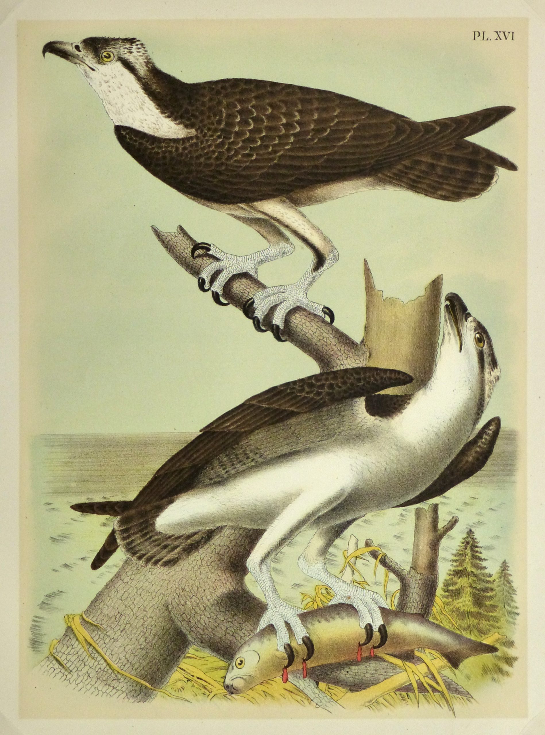 Osprey Antique Bird Print, 1881