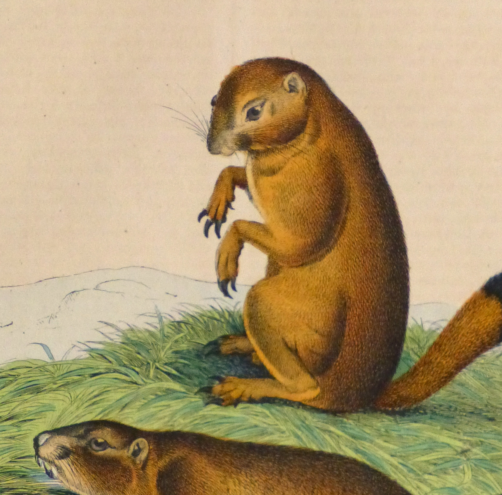 Prairie Dogs Print ,1853