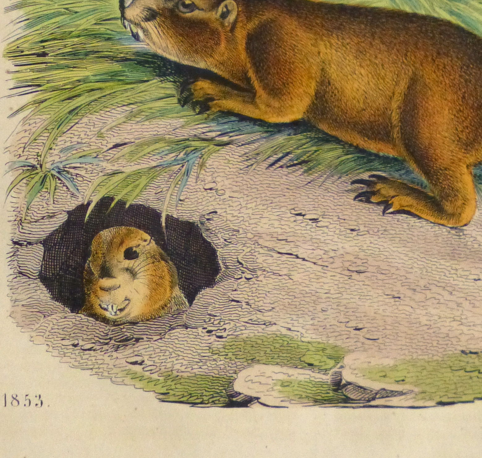 Prairie Dogs Print ,1853