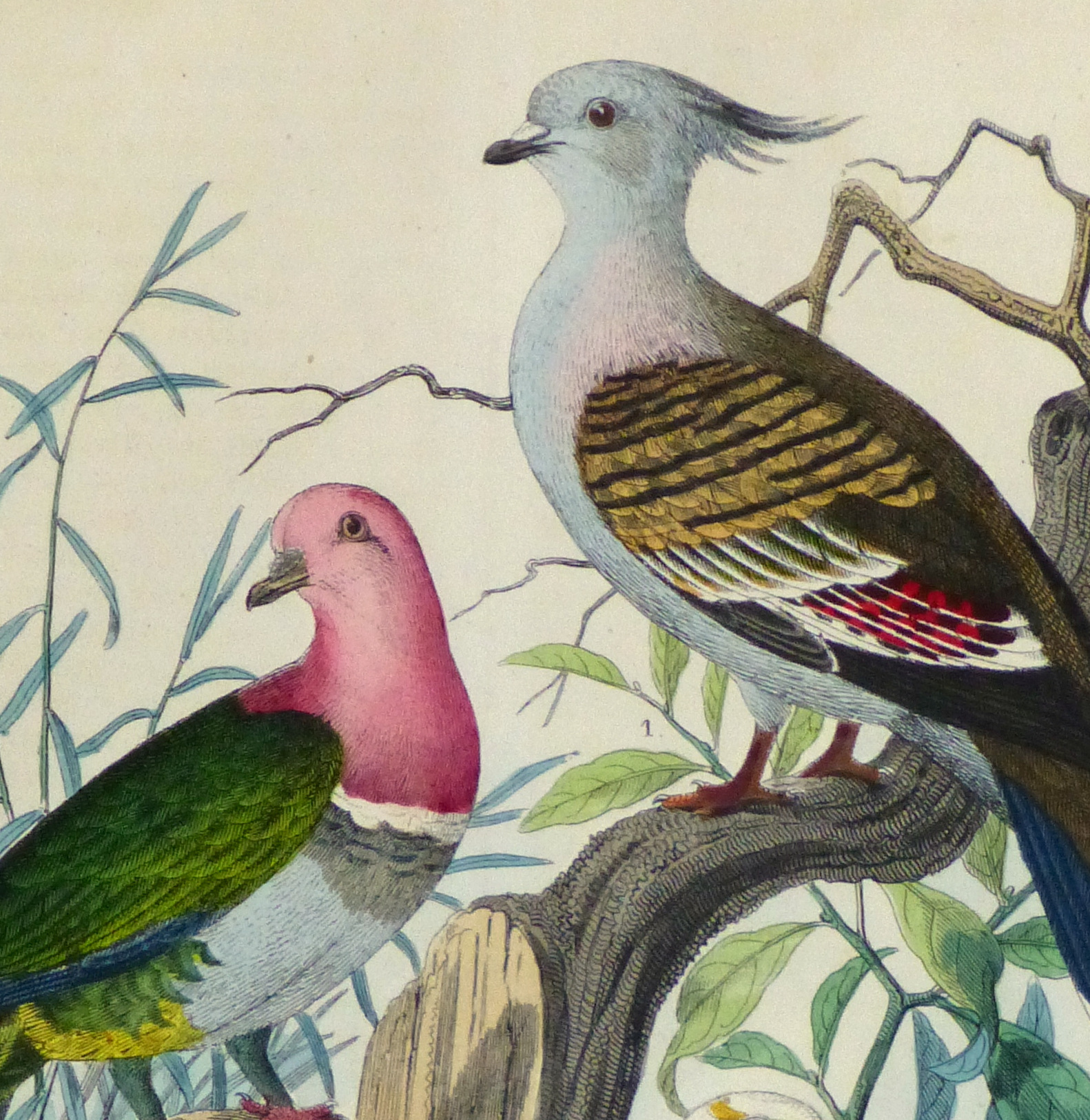 Vivid Pigeons Print,1853