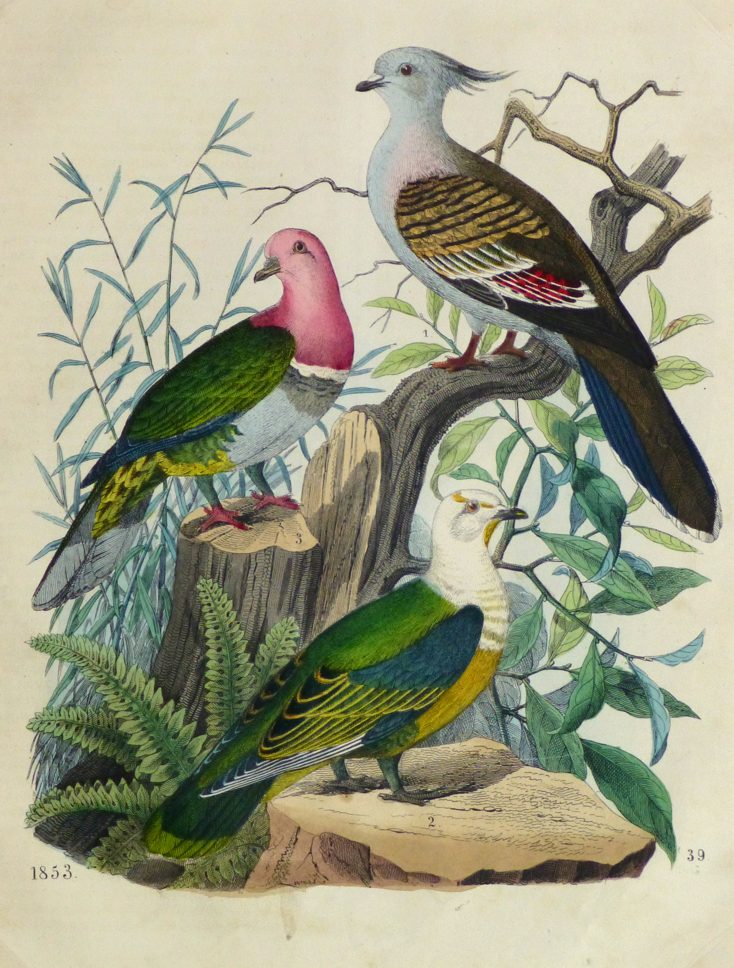 Vivid Pigeons Print,1853
