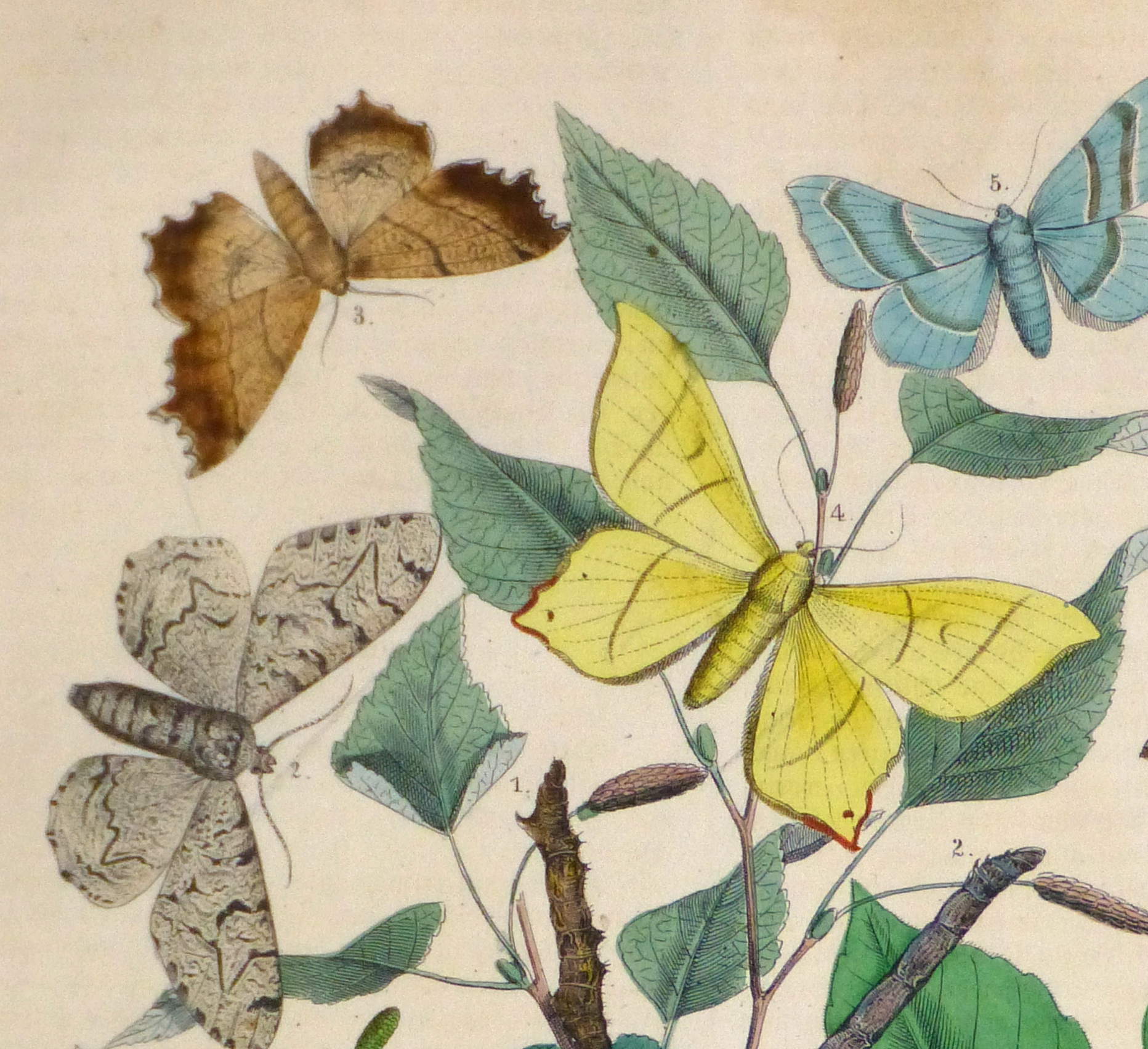 Butterflies & Botanical Print, 1853