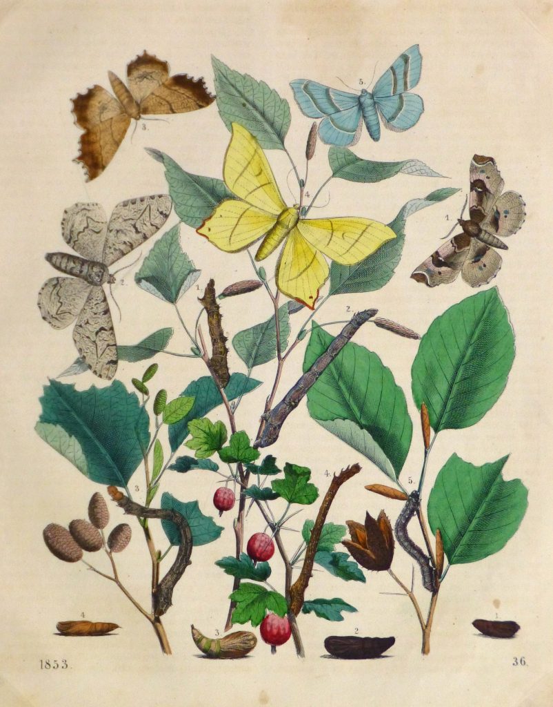 Butterflies & Botanical Print, 1853
