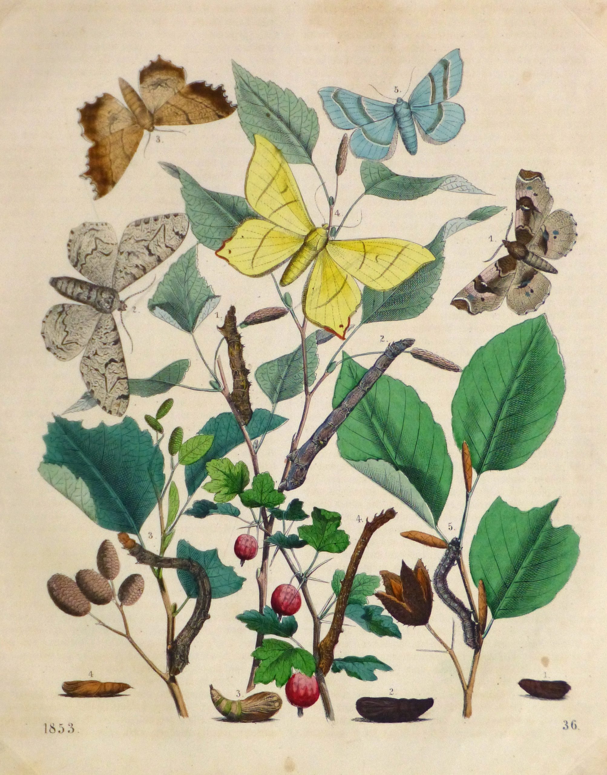 Butterflies & Botanical Print, 1853