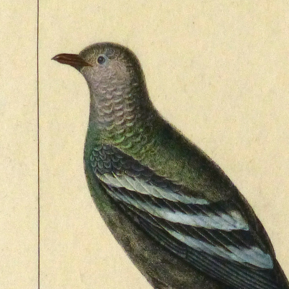 Domestic Pigeon Engraving, Circa 1830