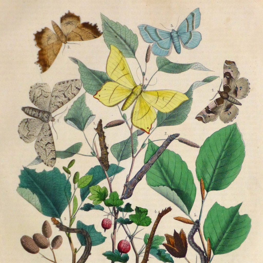 MAPSandART - Original Art, Antique Maps, Vintage Prints - Original Art ...