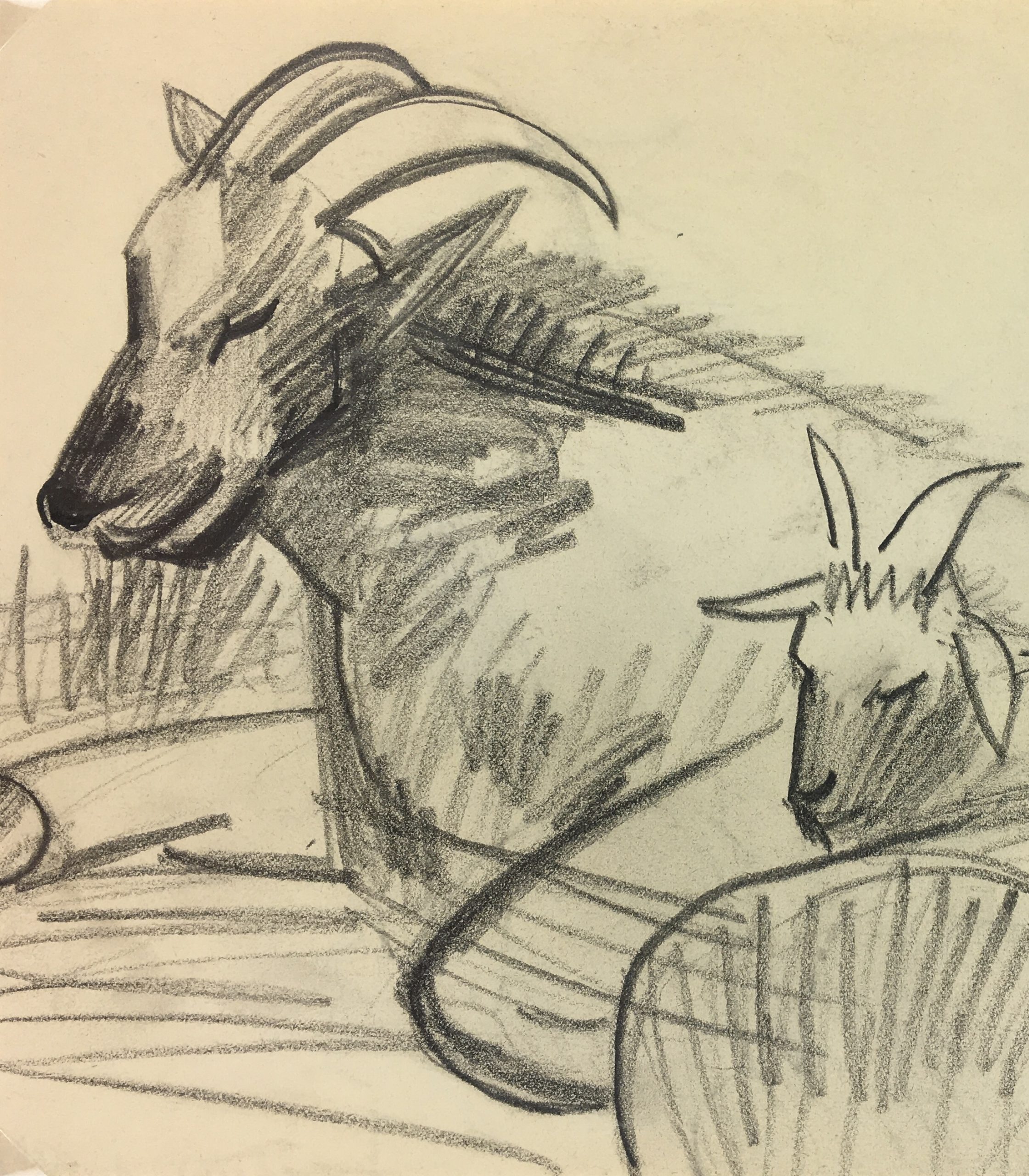 Goat Pencil Drawing