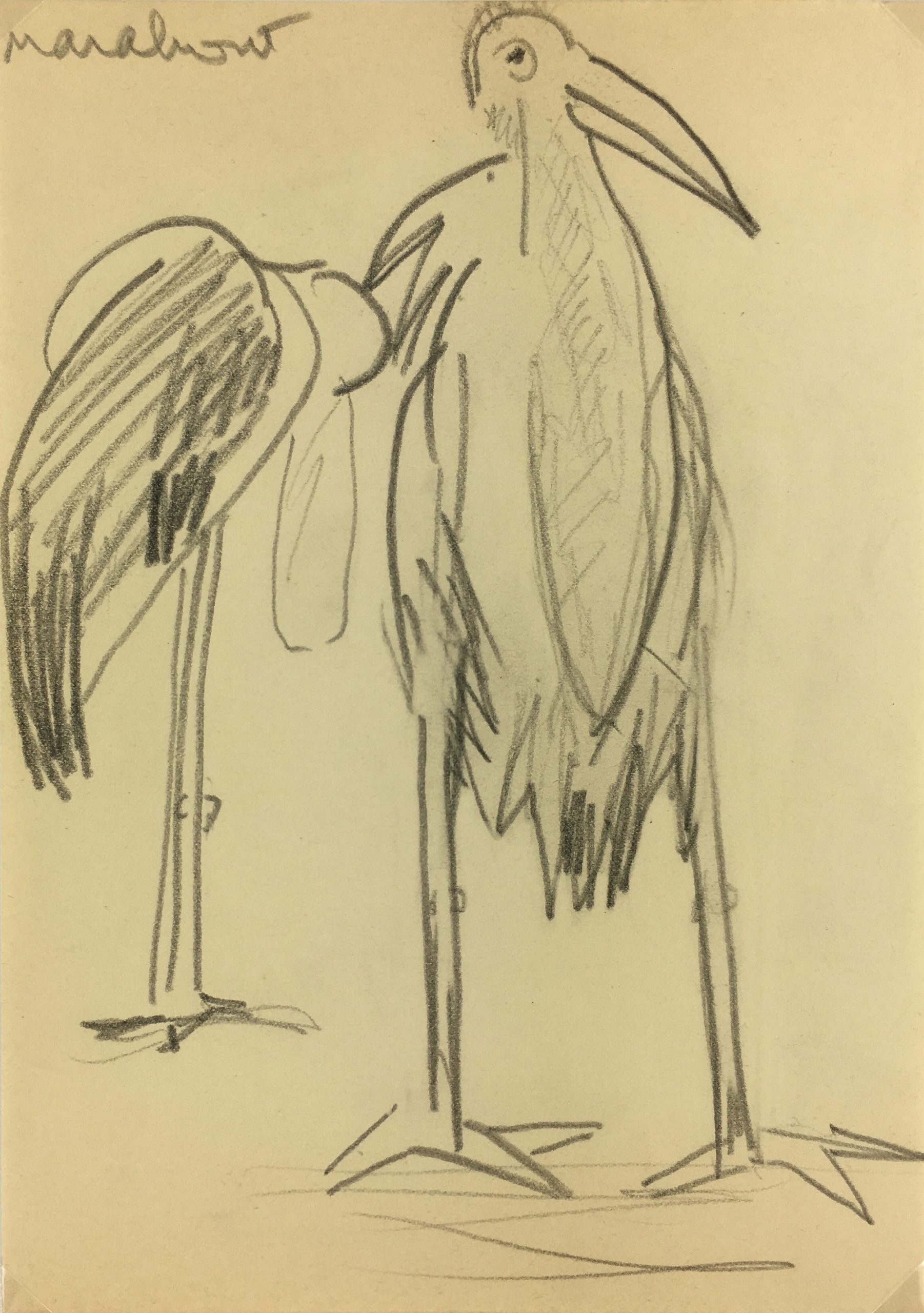 Marabou Stork Drawing