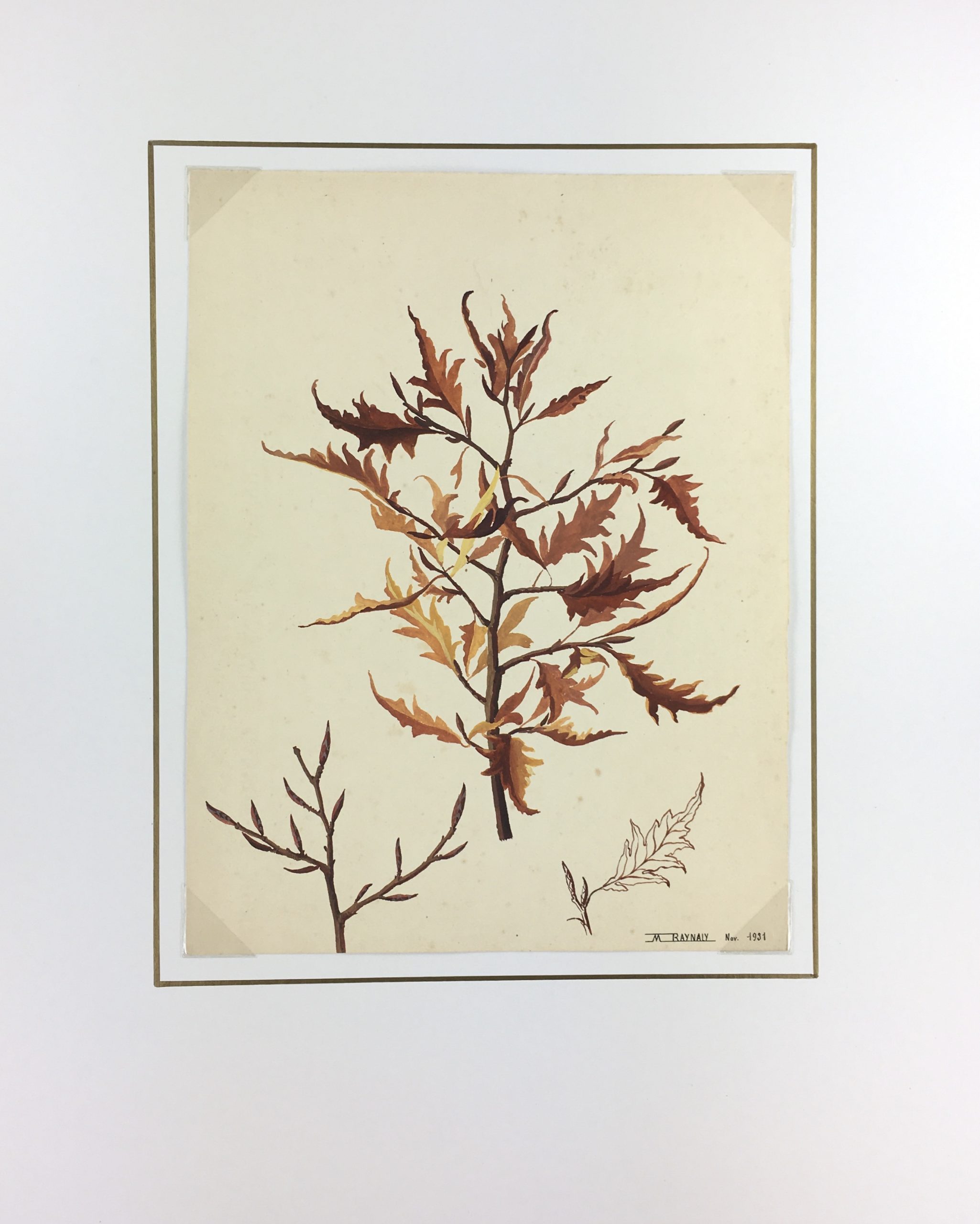 Flowers & Plants Original Art - Oak Leaves, M. Raynaly, 1930 - Original ...