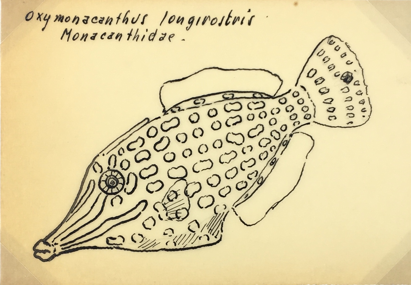 Animals Fish & Fishing Original Art - Longnose Filefish, Marcel ...
