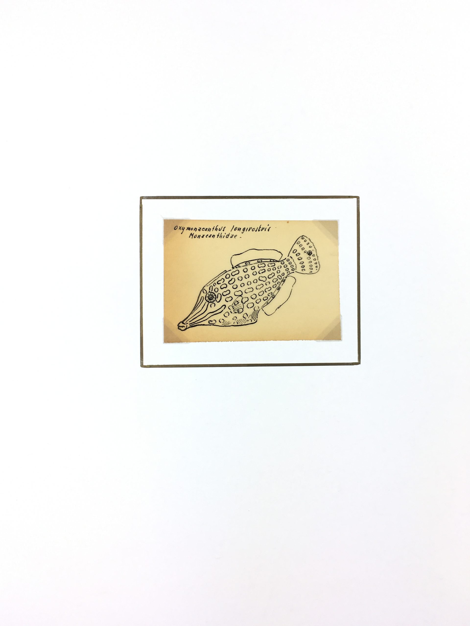 Animals Fish & Fishing Original Art - Longnose Filefish, Marcel ...