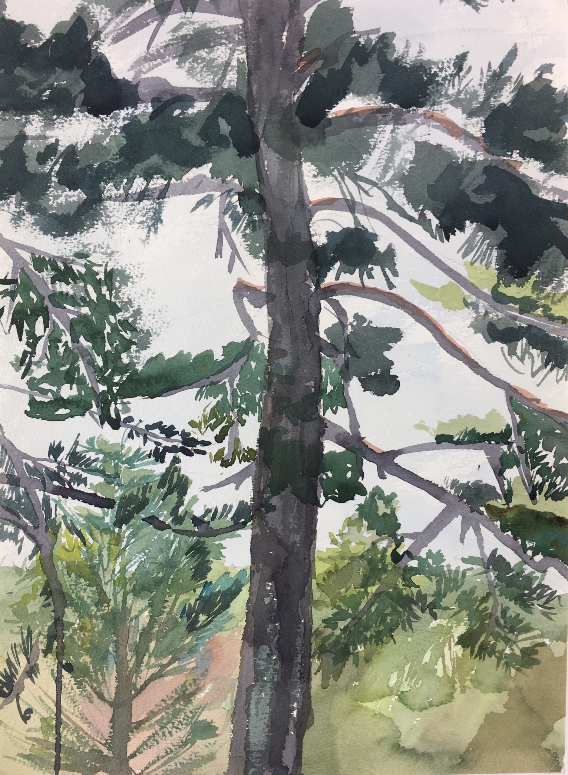 Trees Original Art - Trees, C.1960 - Original Art, Antique Maps & Prints