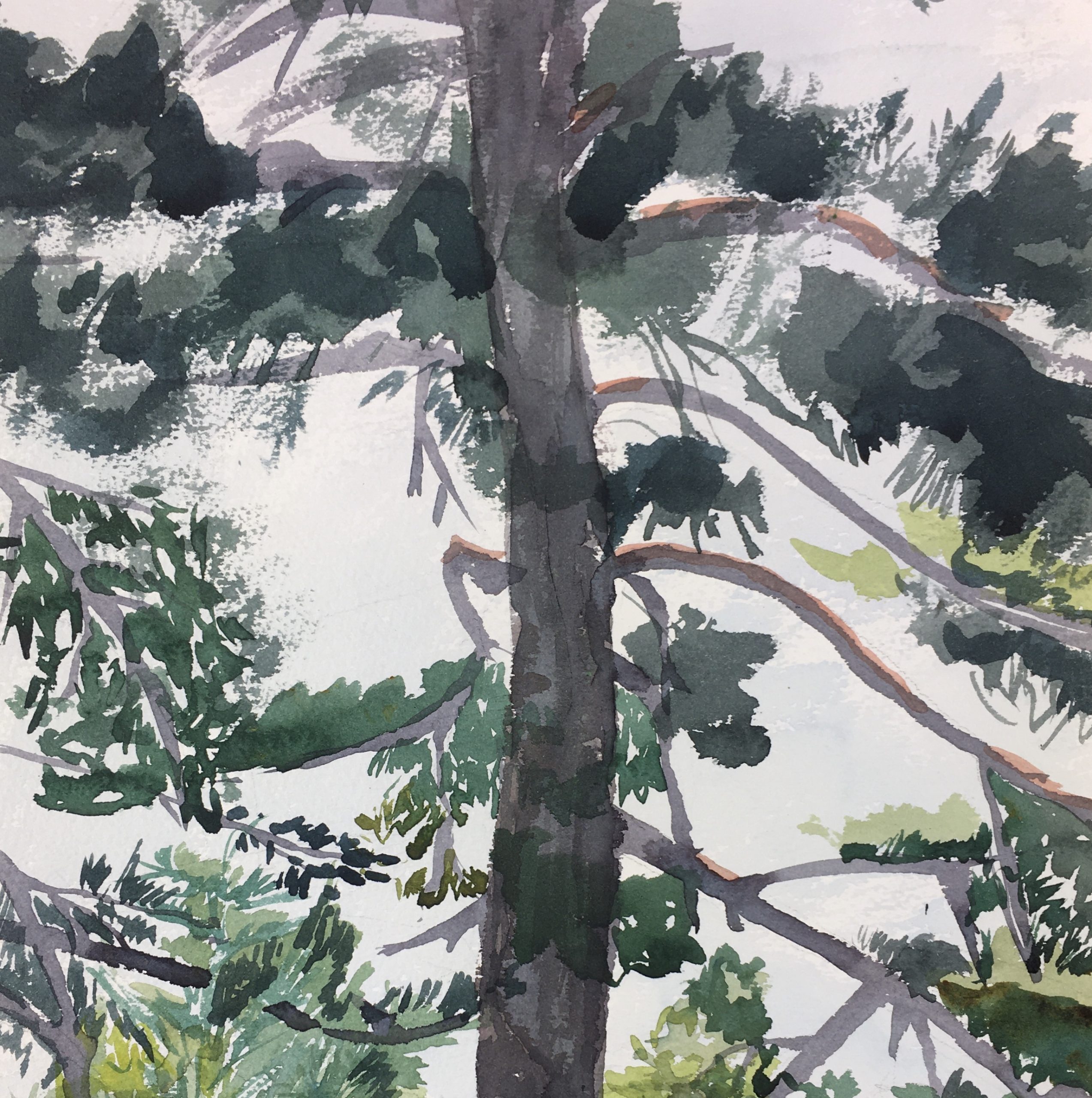 Trees Original Art - Trees, C.1960 - Original Art, Antique Maps & Prints