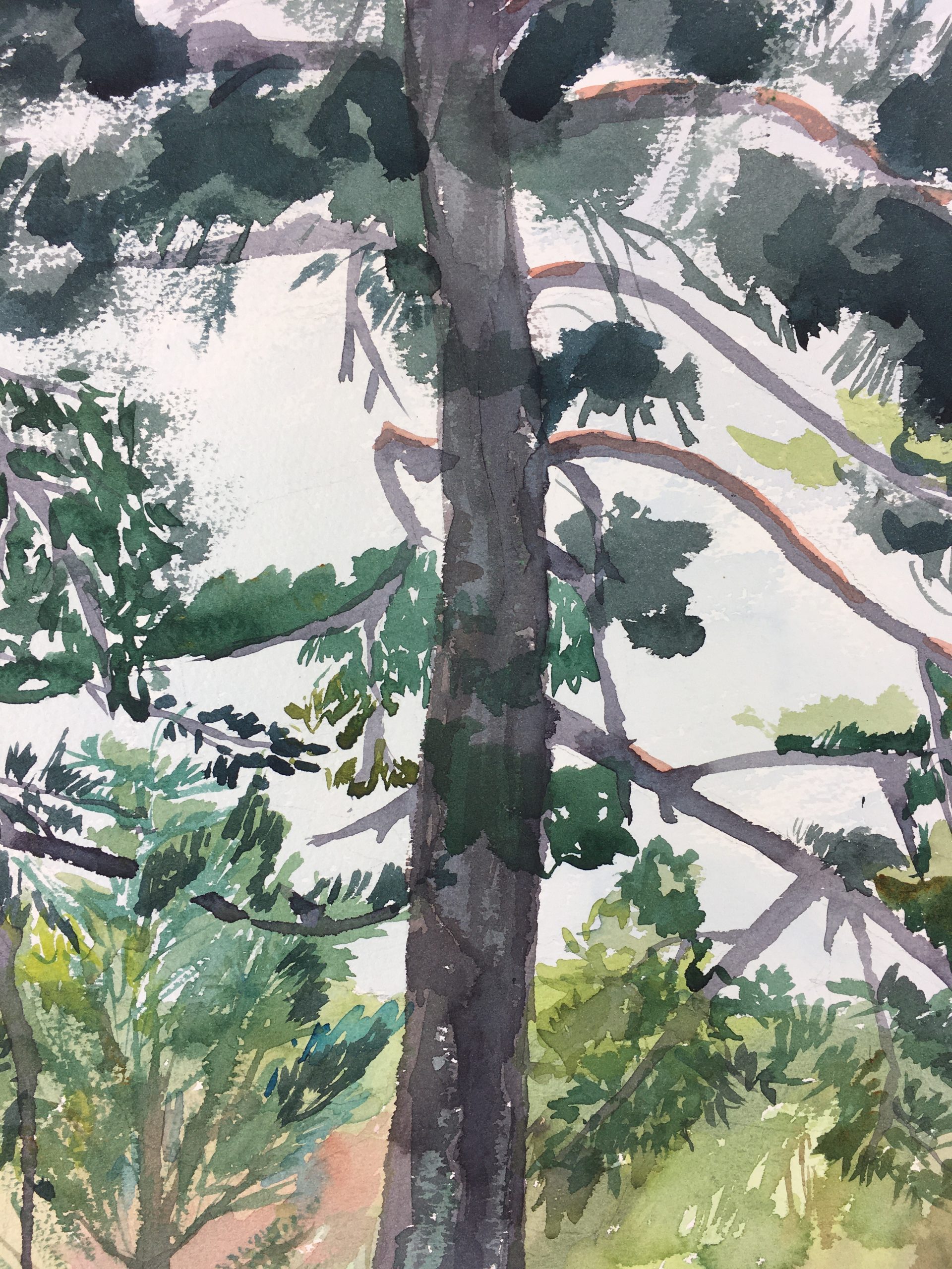 Trees Original Art - Trees, C.1960 - Original Art, Antique Maps & Prints