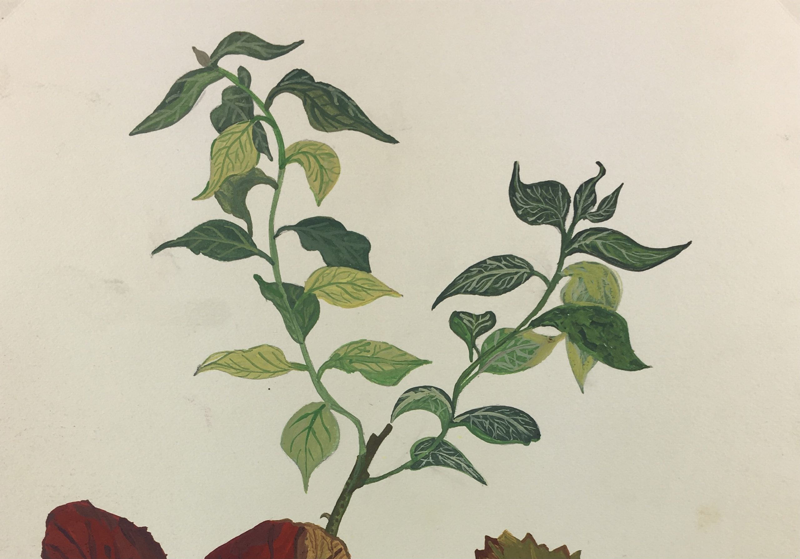 Flowers & Plants Original Art - Leaves, French, c. 1950 - Original Art ...