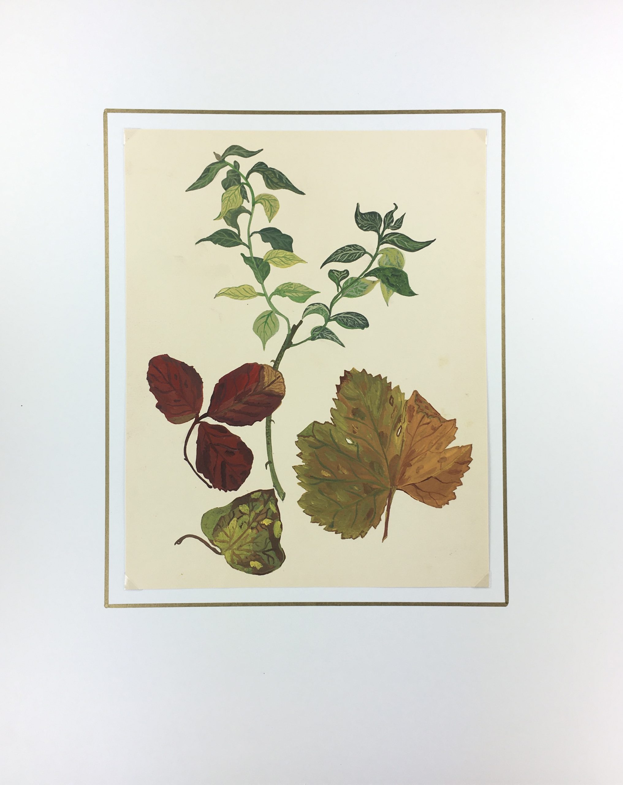Flowers & Plants Original Art - Leaves, French, c. 1950 - Original Art ...