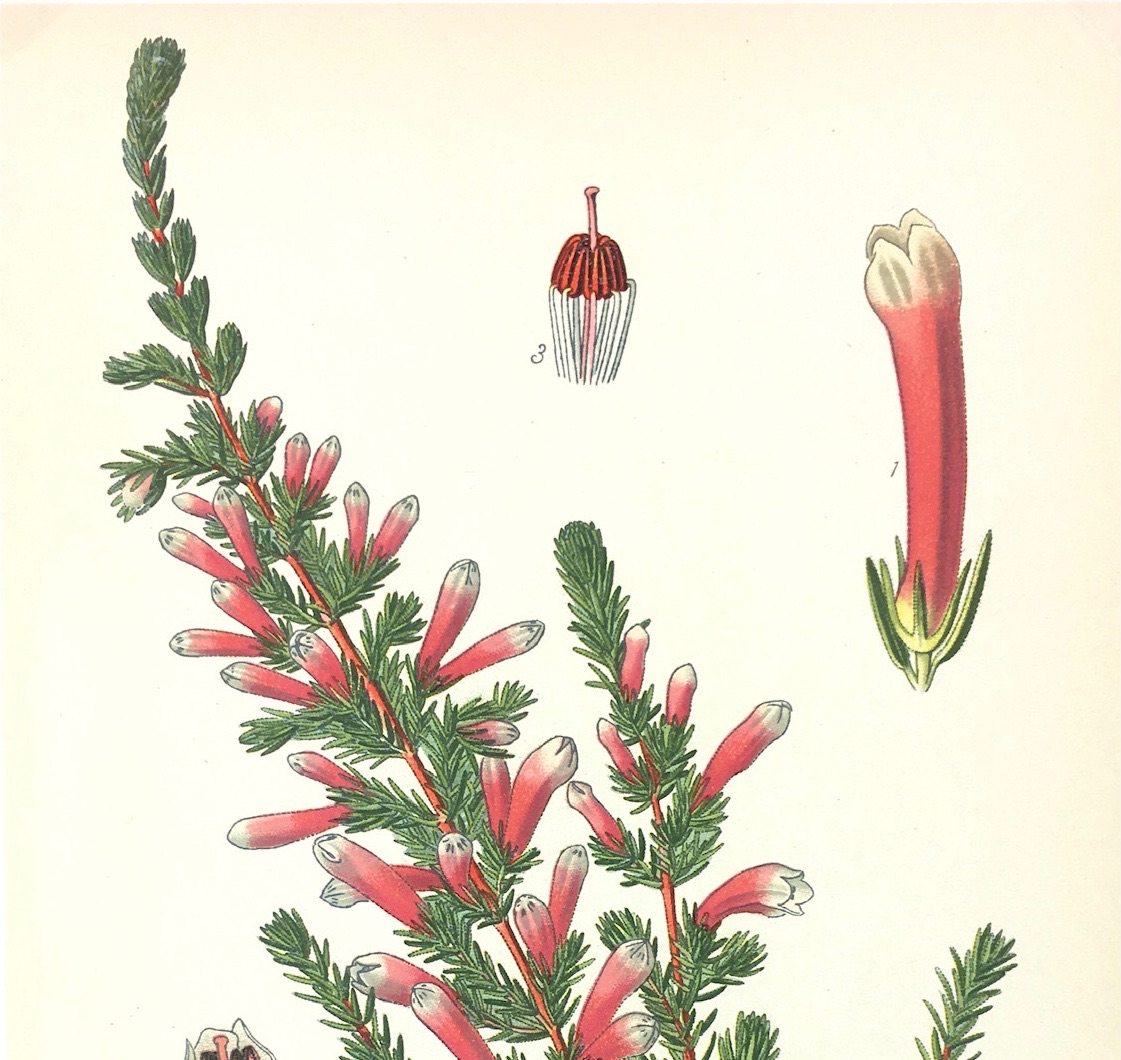 Botanical Print - Botanical, E. Step, 1897 - Original Art, Antique Maps ...