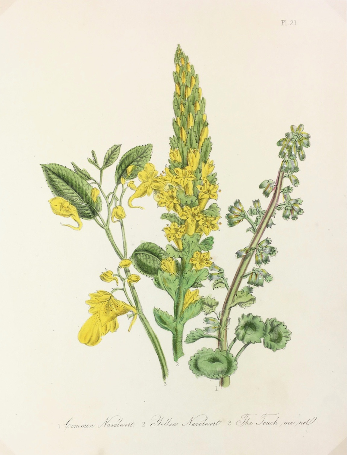 Botanical Print - Botanical, c.1870 - Original Art, Antique Maps & Prints