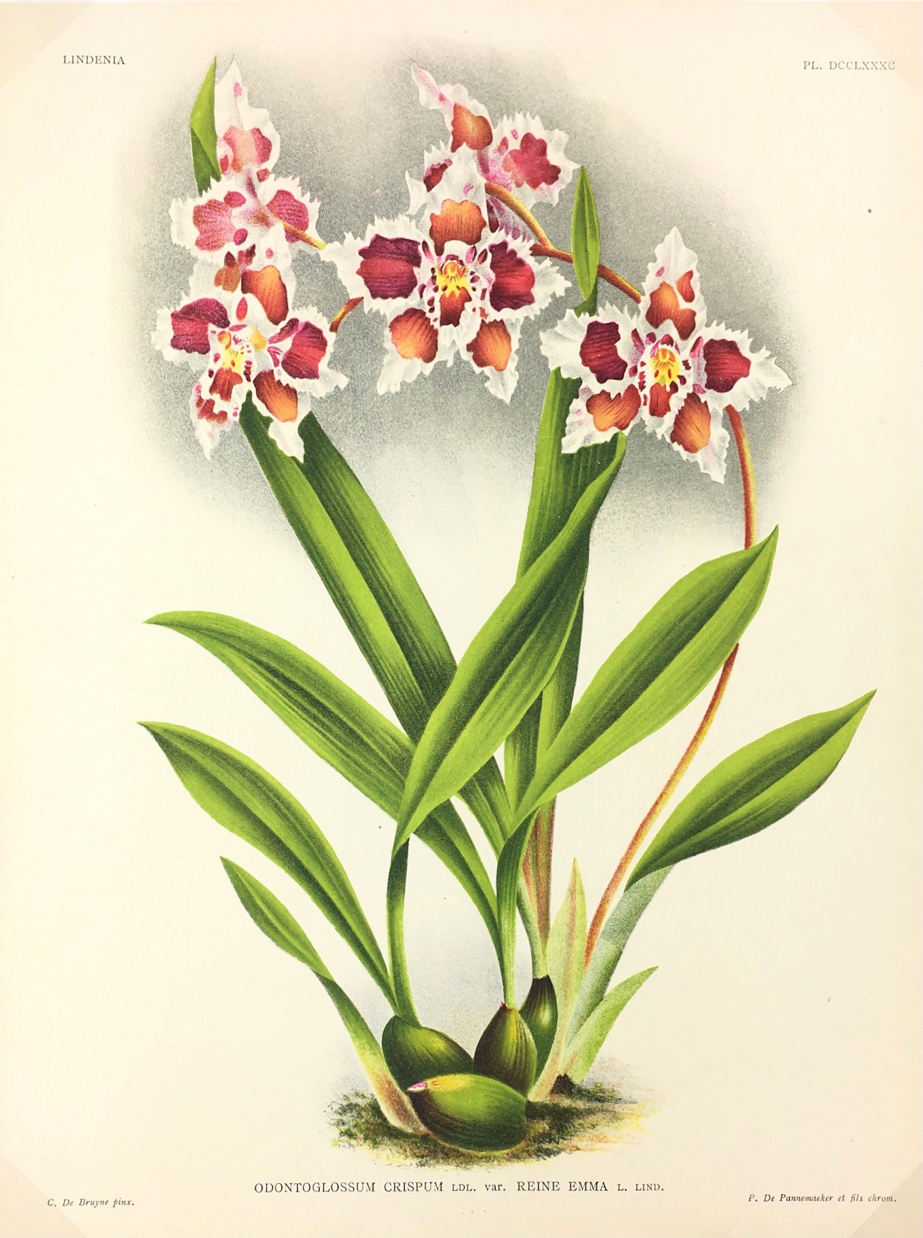 Botanical Illustrations Of Orchids
