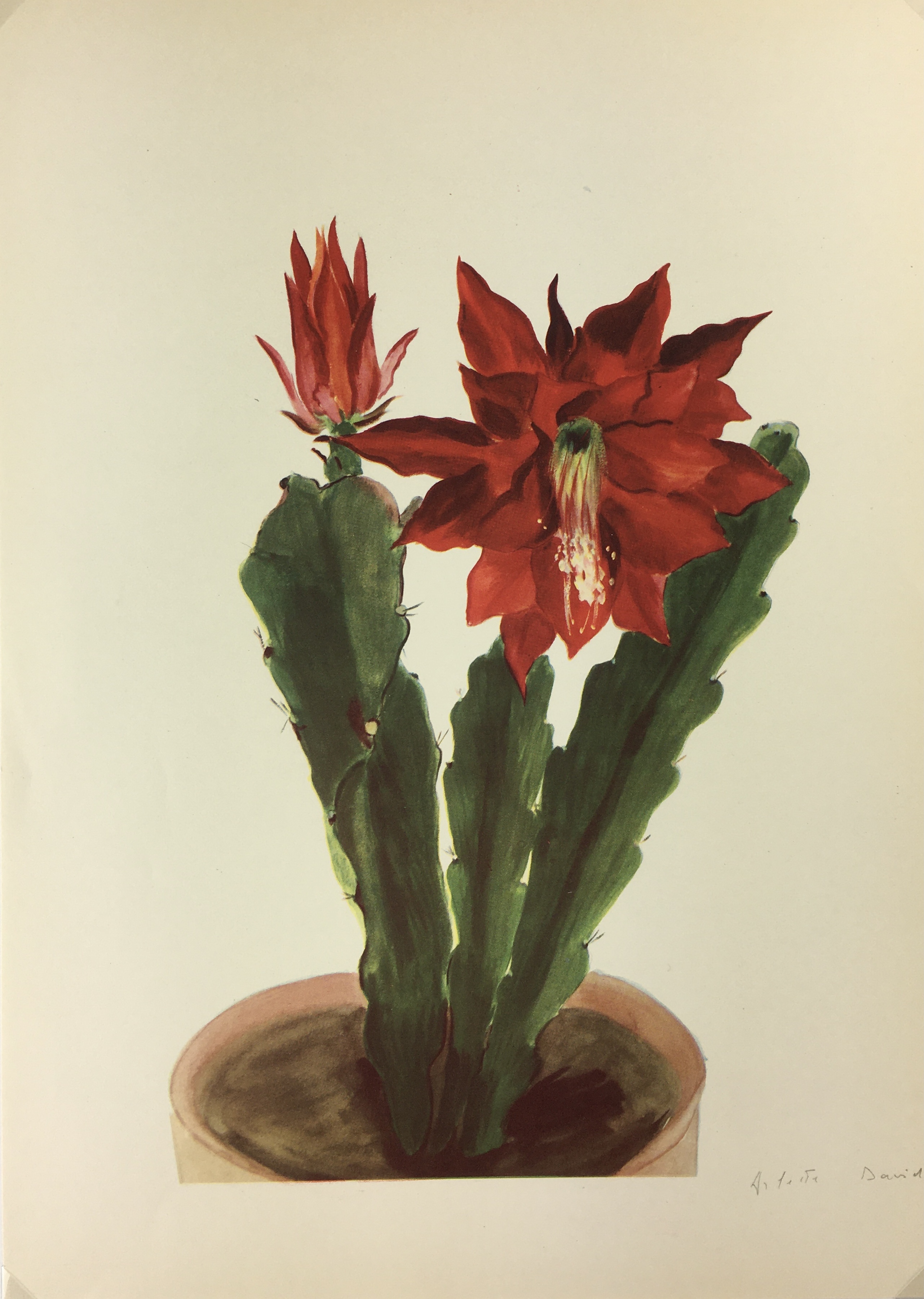 Botanical Cactus Print - Lithograph - Phyllocactus Crenatus, A. Davis ...
