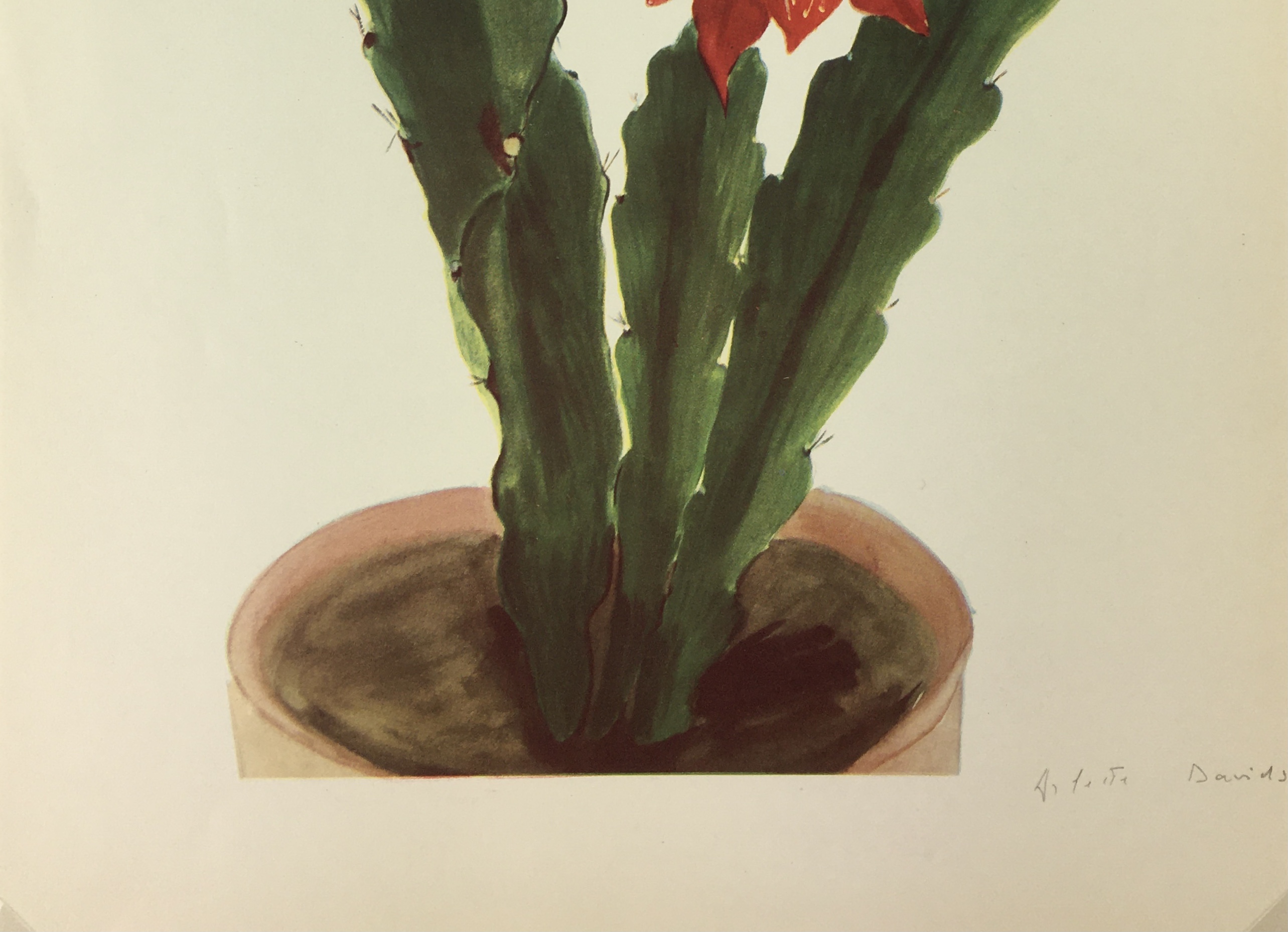 Botanical Cactus Print - Lithograph - Phyllocactus Crenatus, A. Davis ...