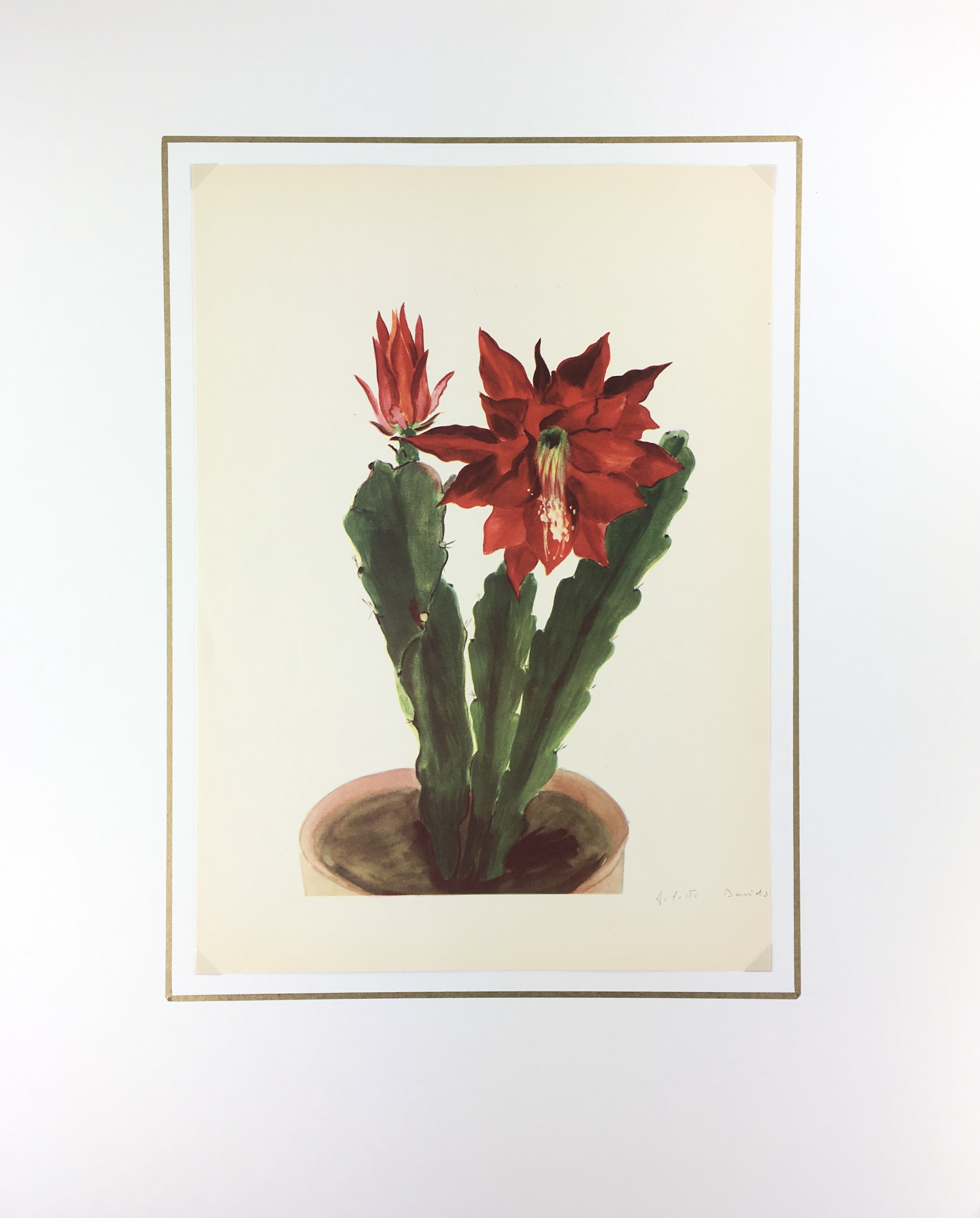 Botanical Cactus Print - Lithograph - Phyllocactus Crenatus, A. Davis ...