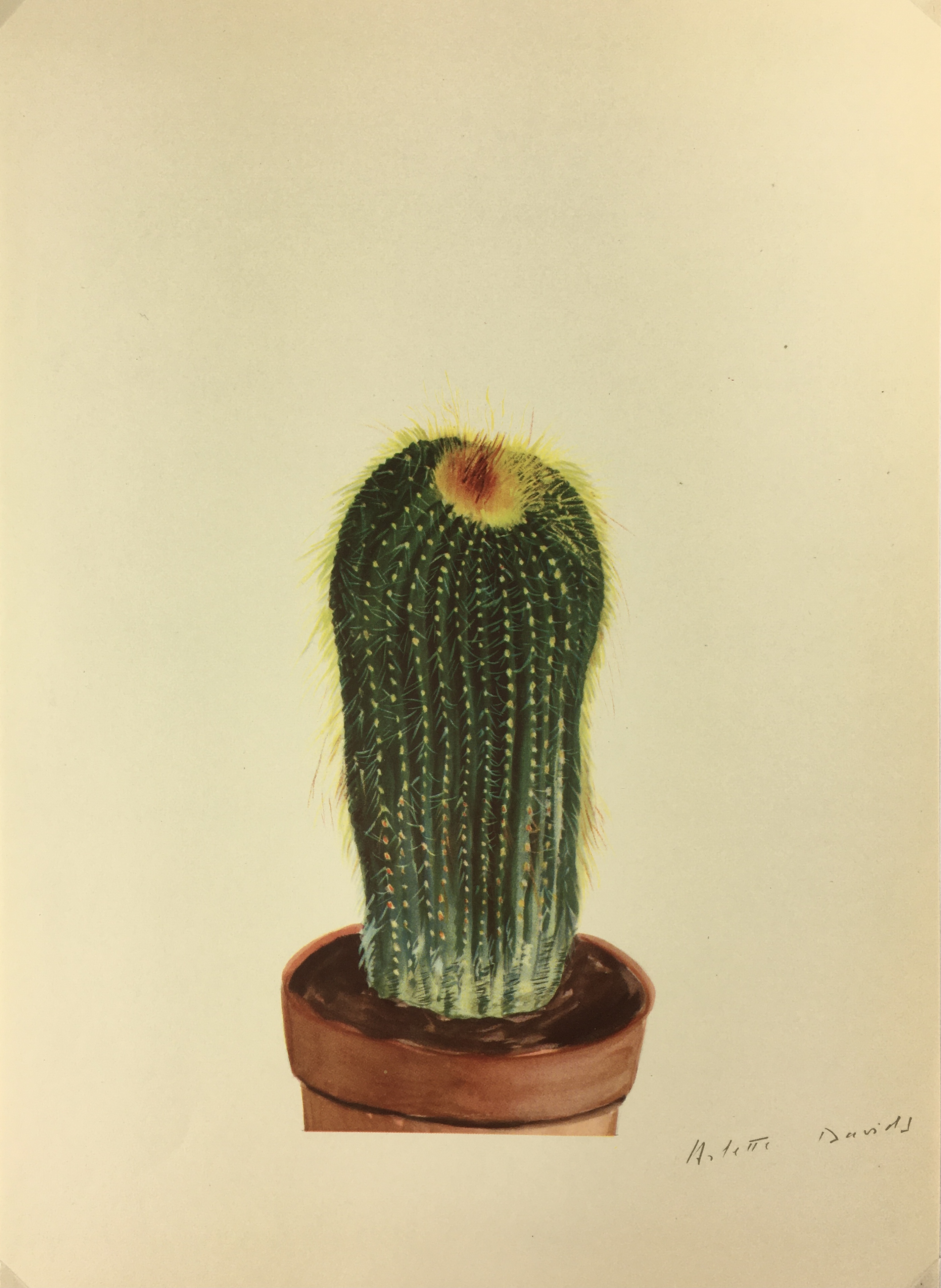 Botanical Cactus Print - Lithograph - Echinocactus Grusonii, A. Davis ...