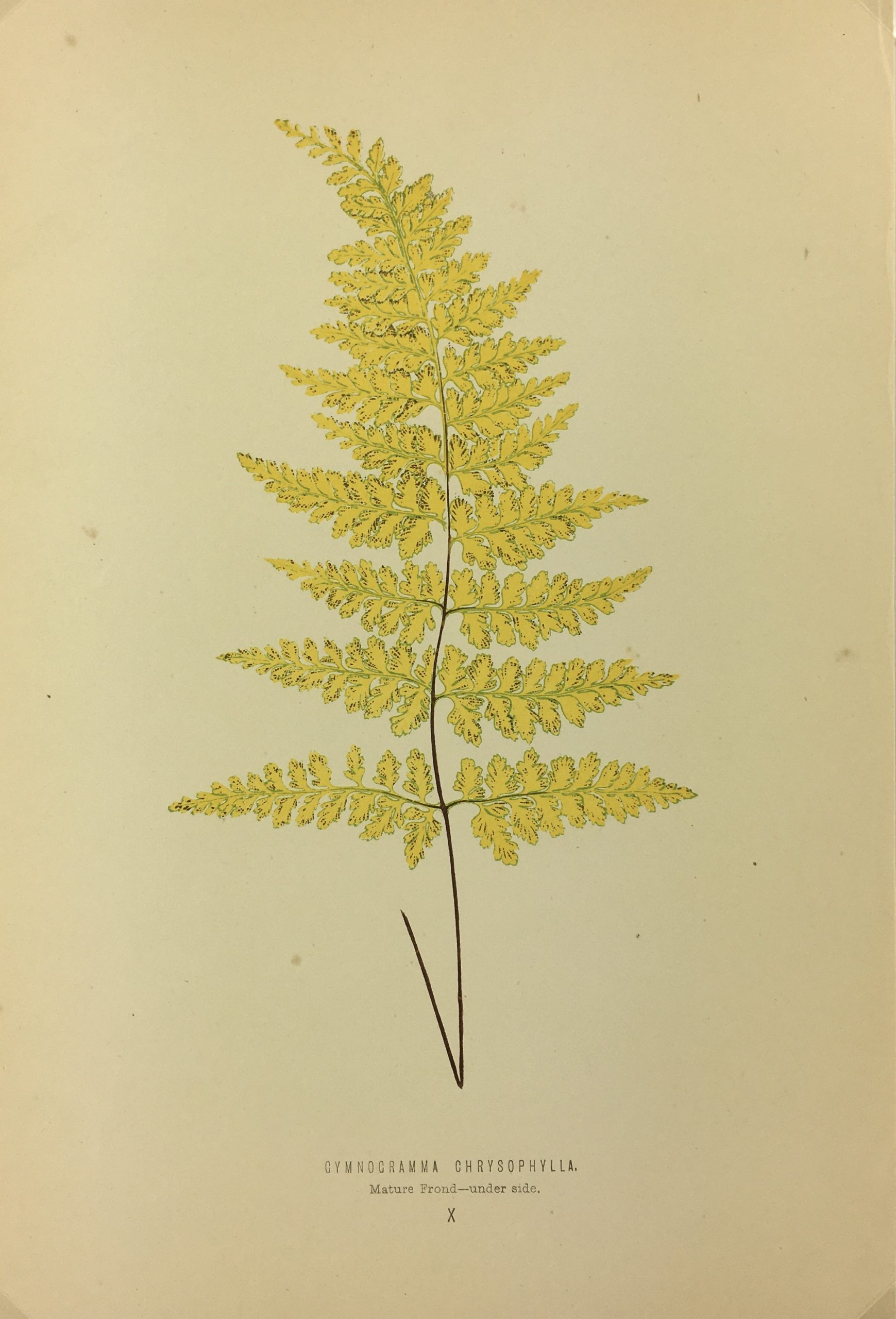 Botanical Print - Ferns, E.J. Lowe, 1867 - Original Art, Antique Maps ...