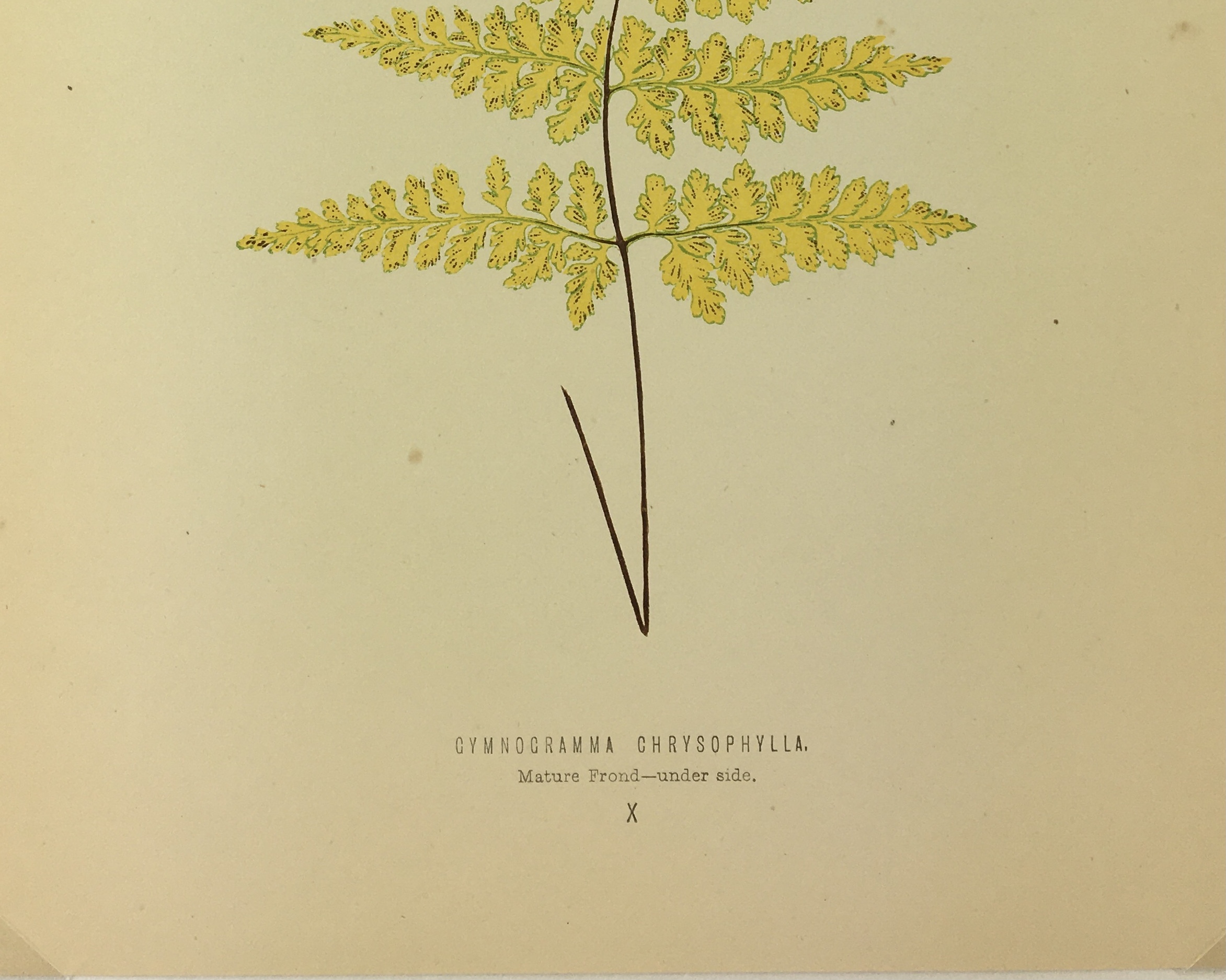 Botanical Print - Ferns, E.J. Lowe, 1867 - Original Art, Antique Maps ...