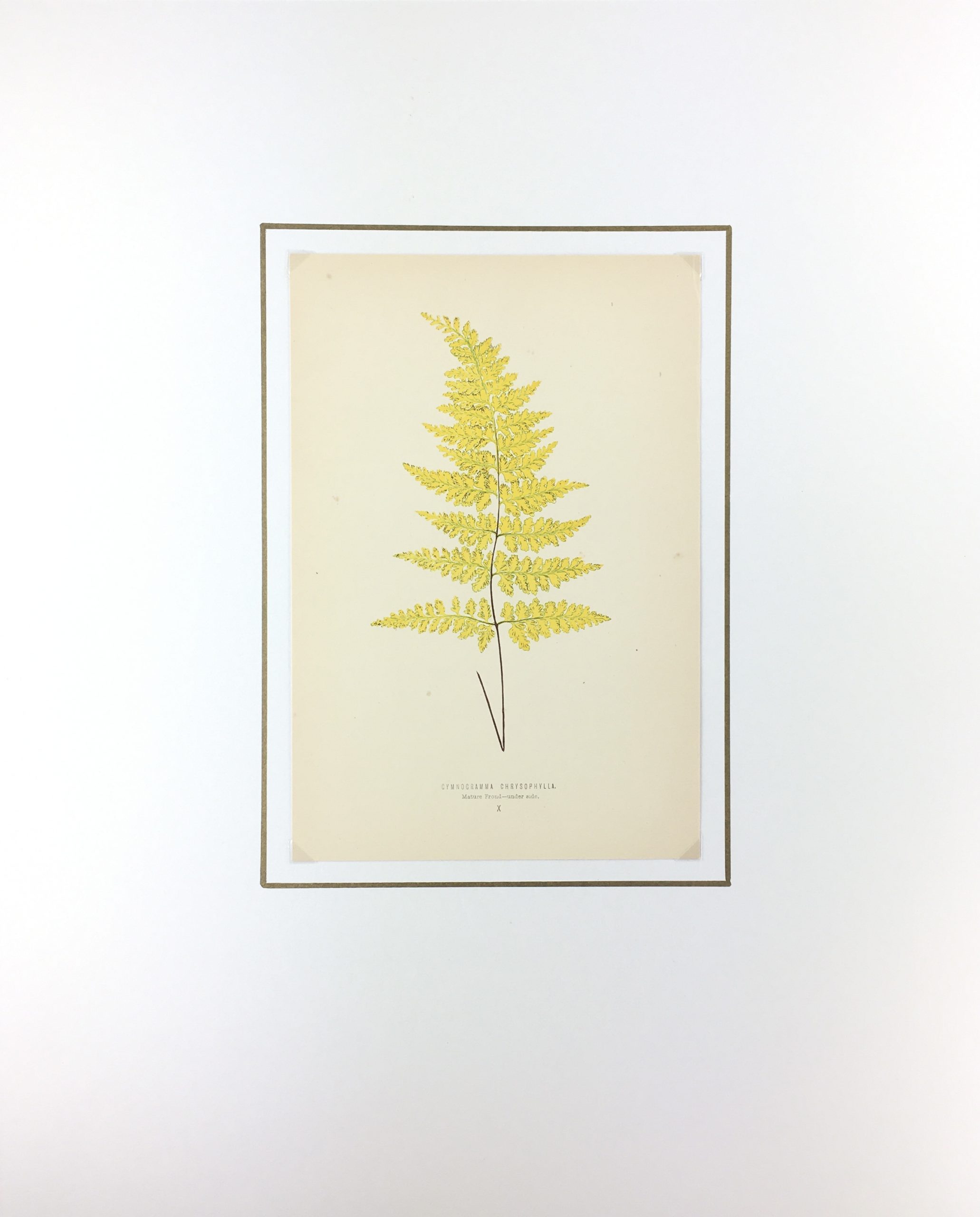 Botanical Print - Ferns, E.J. Lowe, 1867 - Original Art, Antique Maps ...