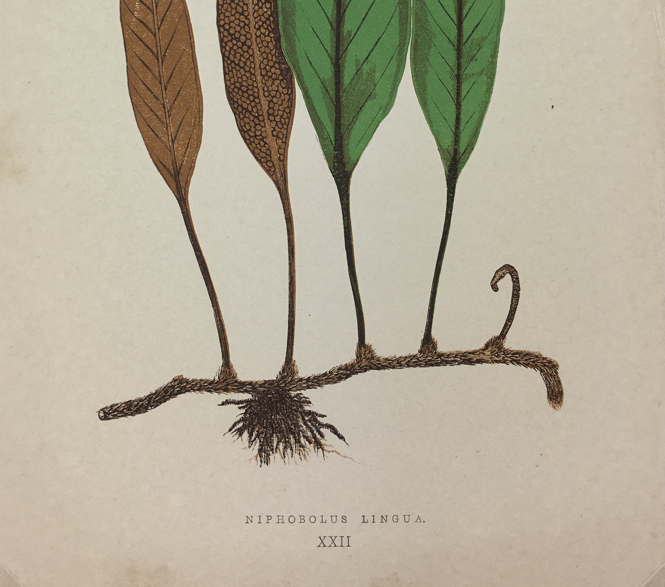 Botanical Print - Ferns, E.J. Lowe, 1870 - Original Art, Antique Maps ...