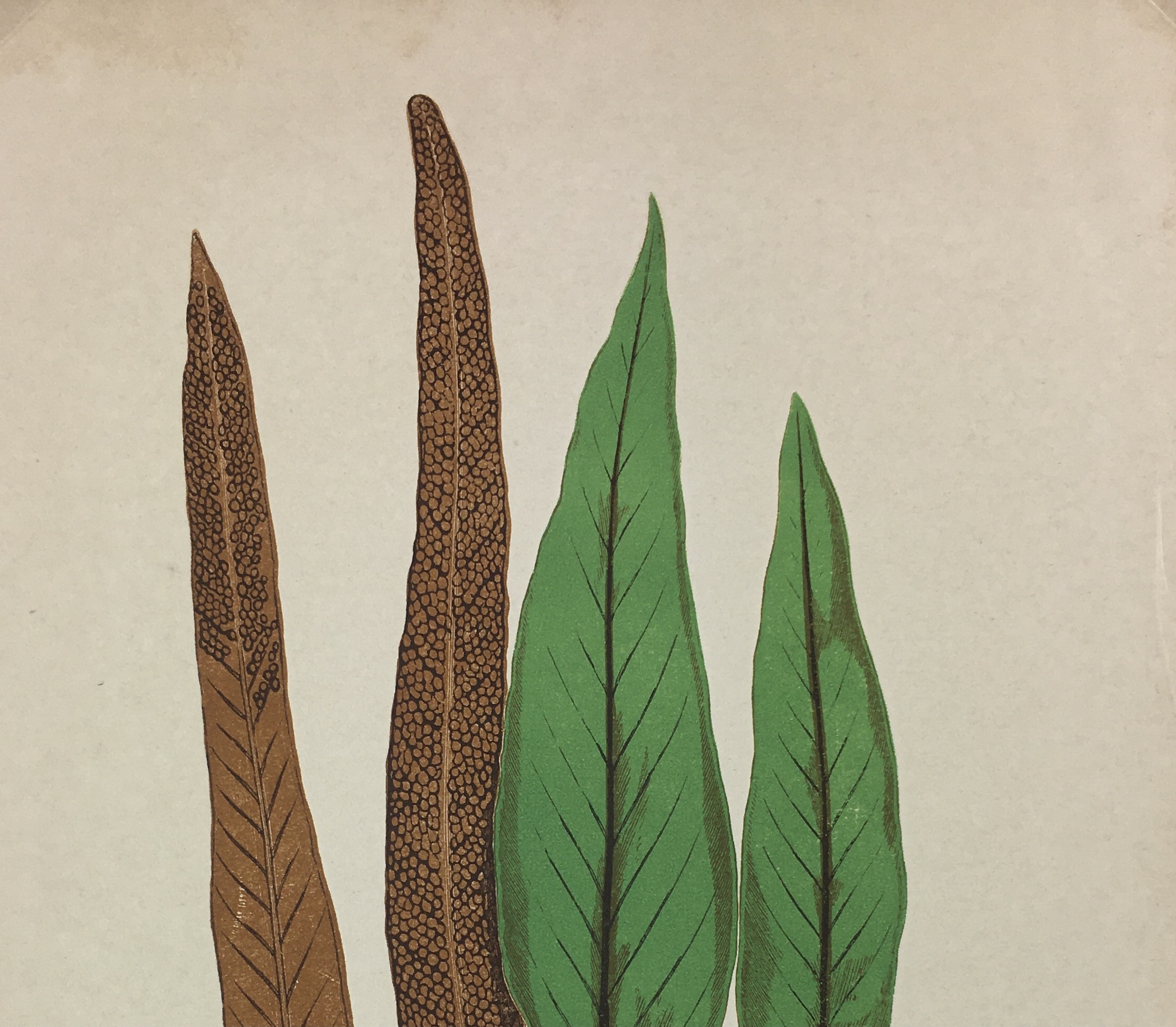 Botanical Print - Ferns, E.J. Lowe, 1870 - Original Art, Antique Maps ...