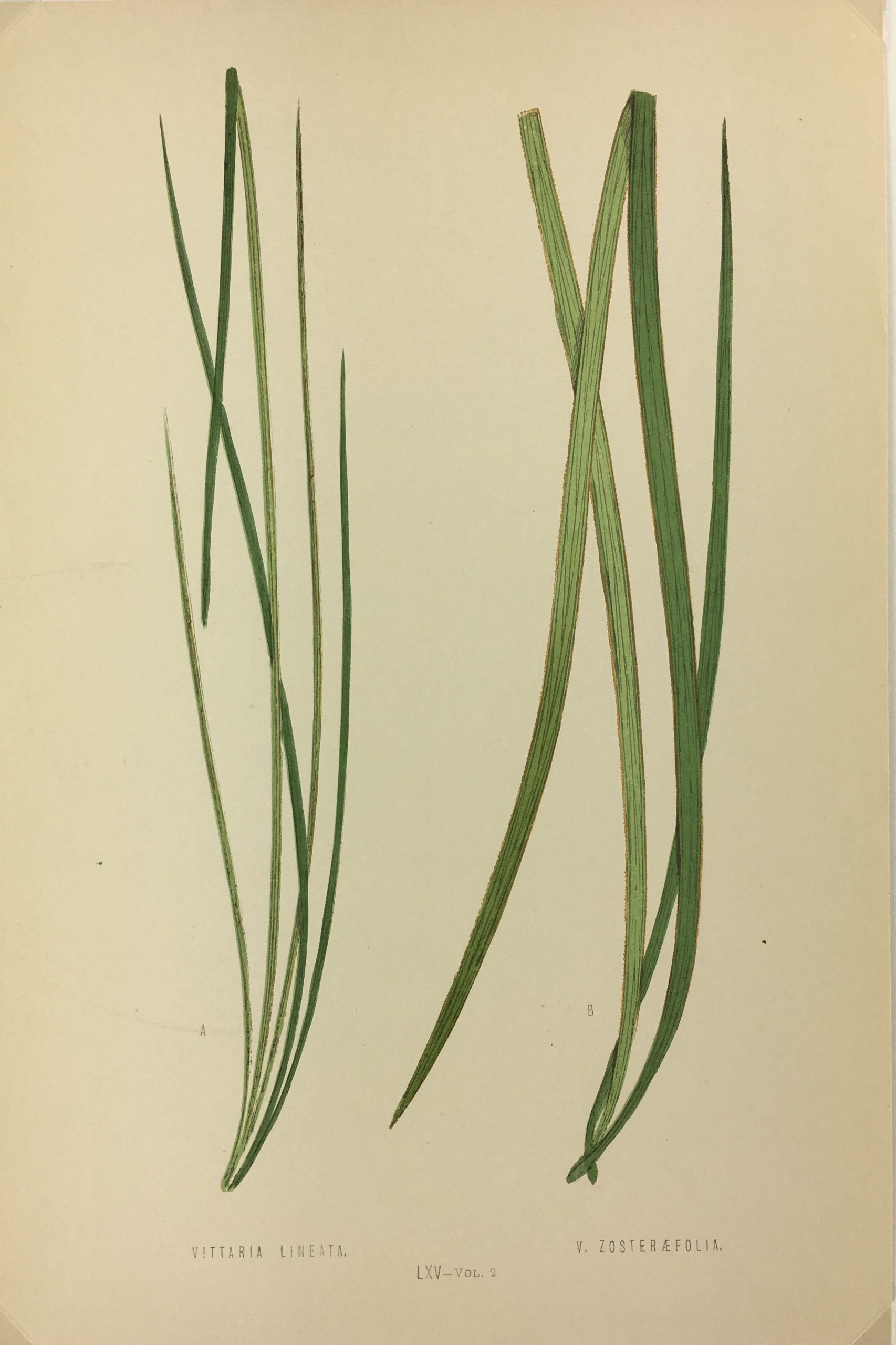 Botanical Print - Ferns, E.J. Lowe, 1867 - Original Art, Antique Maps ...