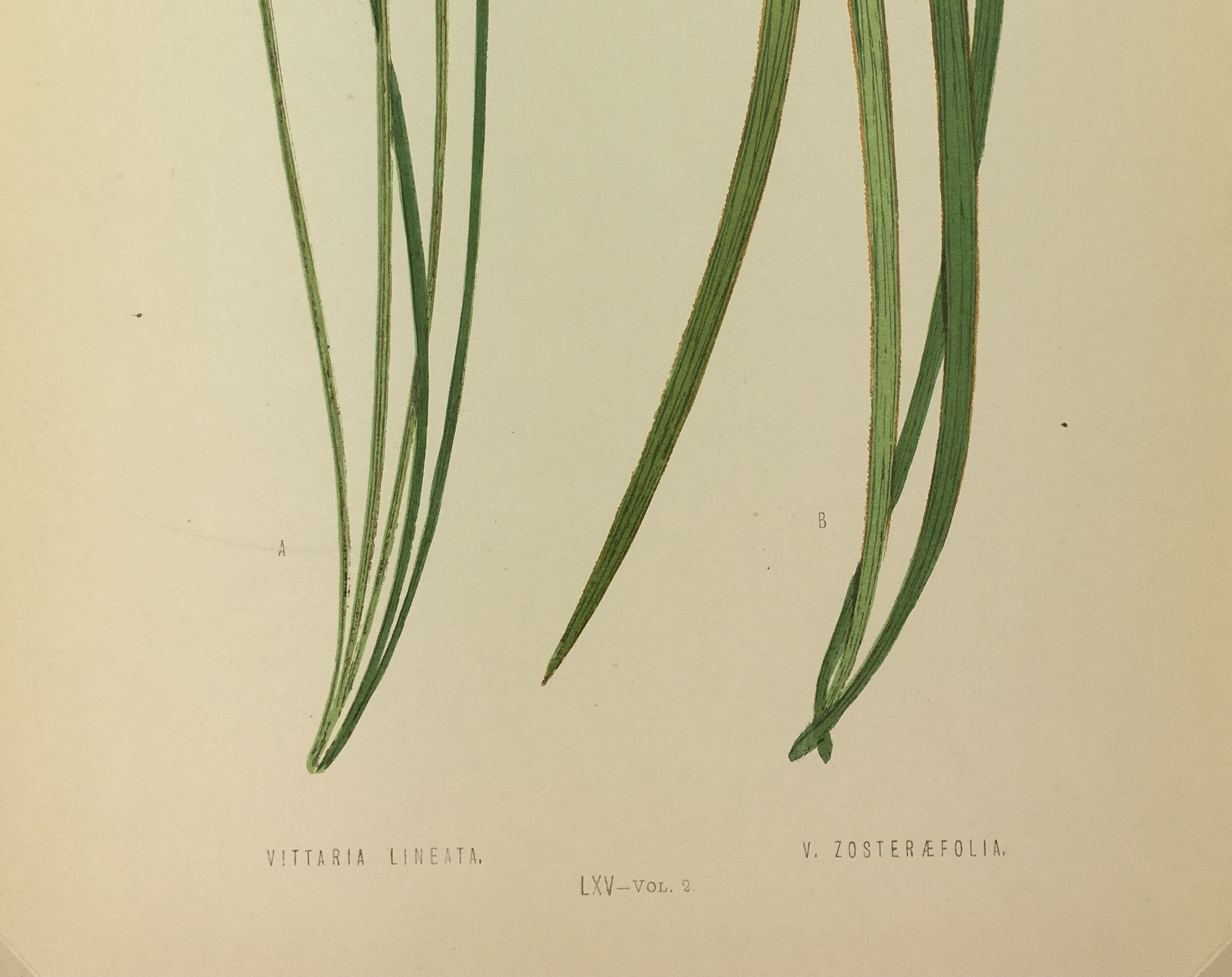 Botanical Print - Ferns, E.J. Lowe, 1867 - Original Art, Antique Maps ...